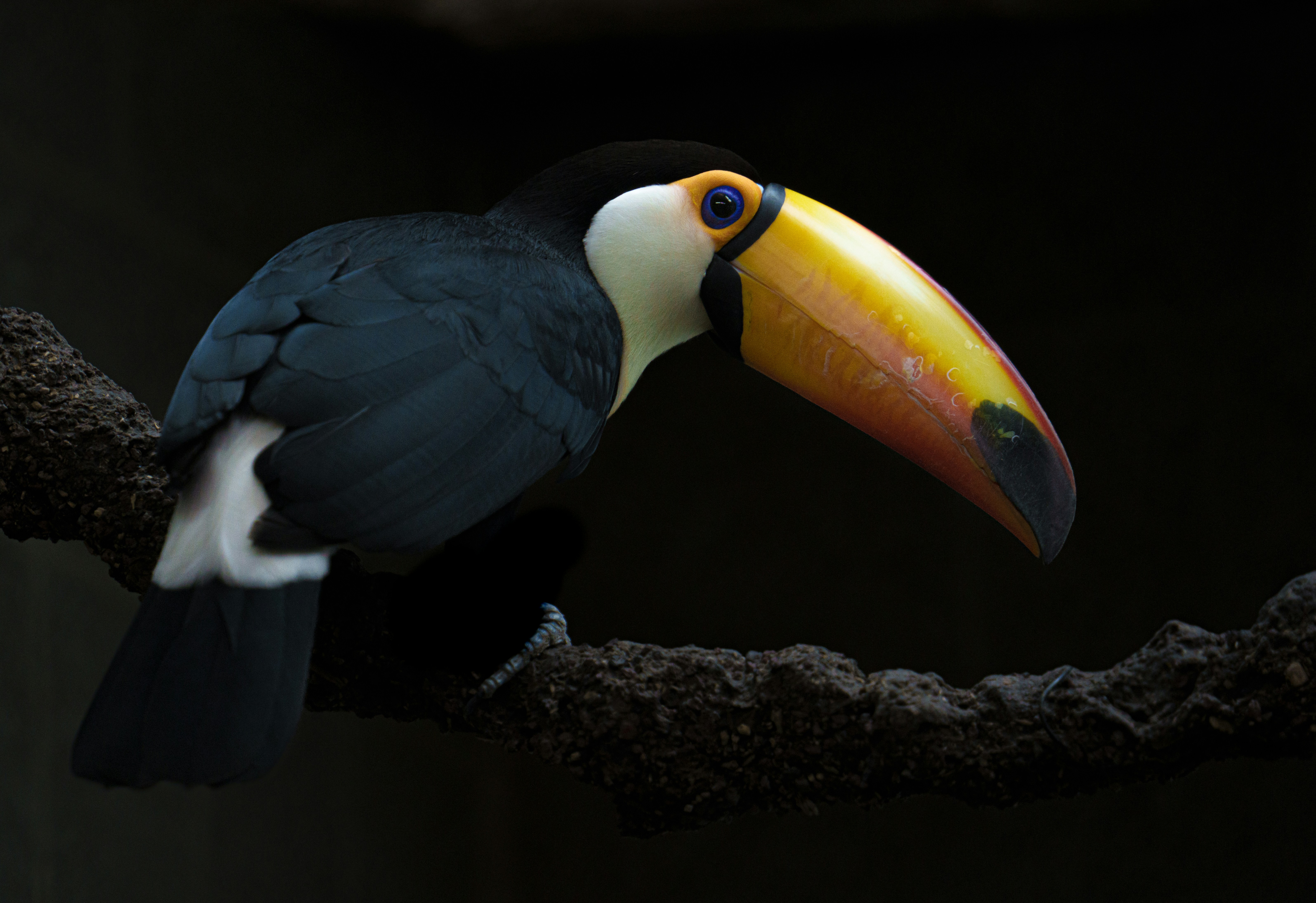 Toucan perched on a branch, showcasing its striking yellow and orange beak against a dark background.