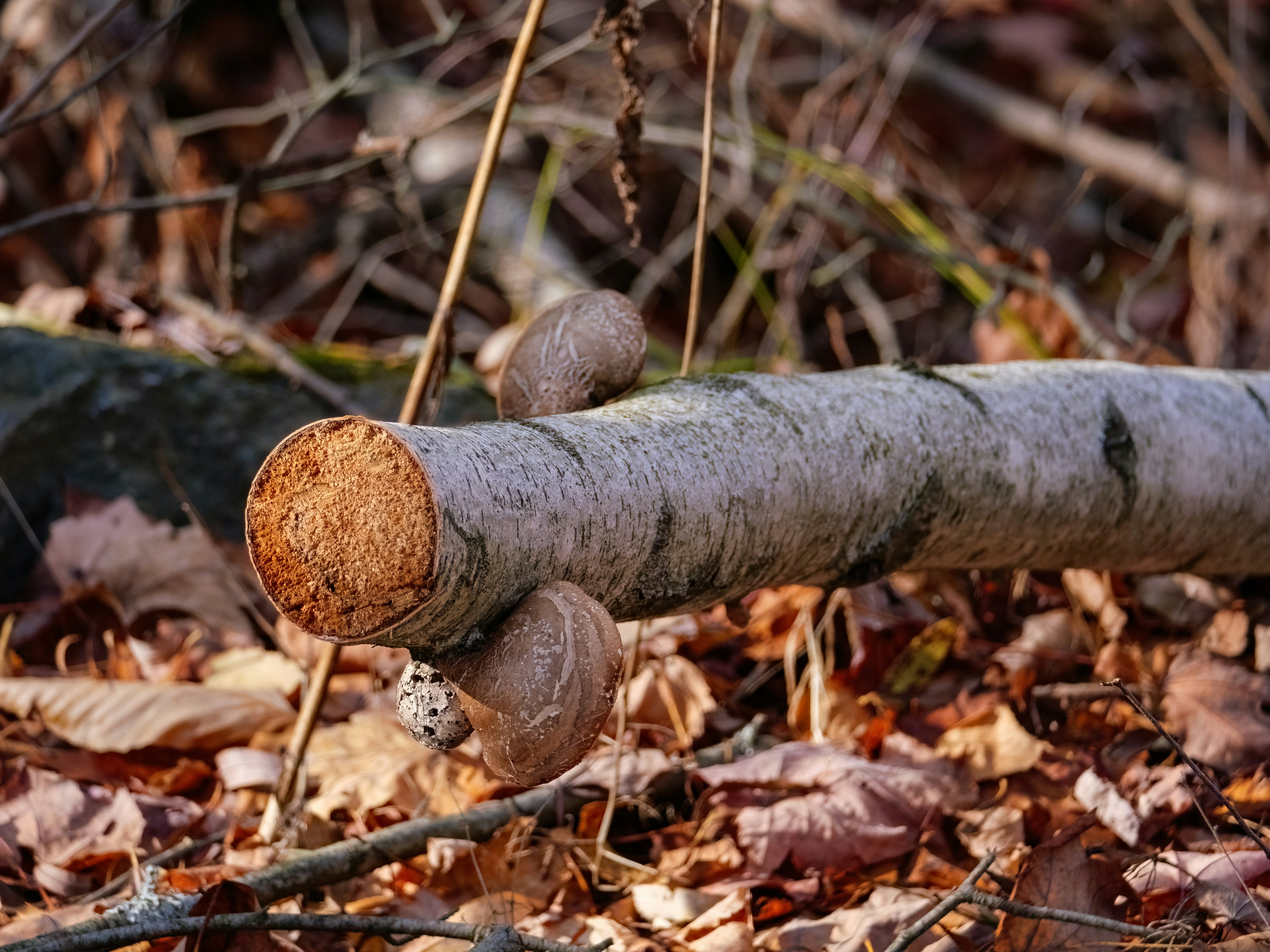 Close-up of a fallen log's amber cross-section resting among brown autumn leaves. Two small shelf fungi cling to the log ends, highlighting texture and forest-floor detail.