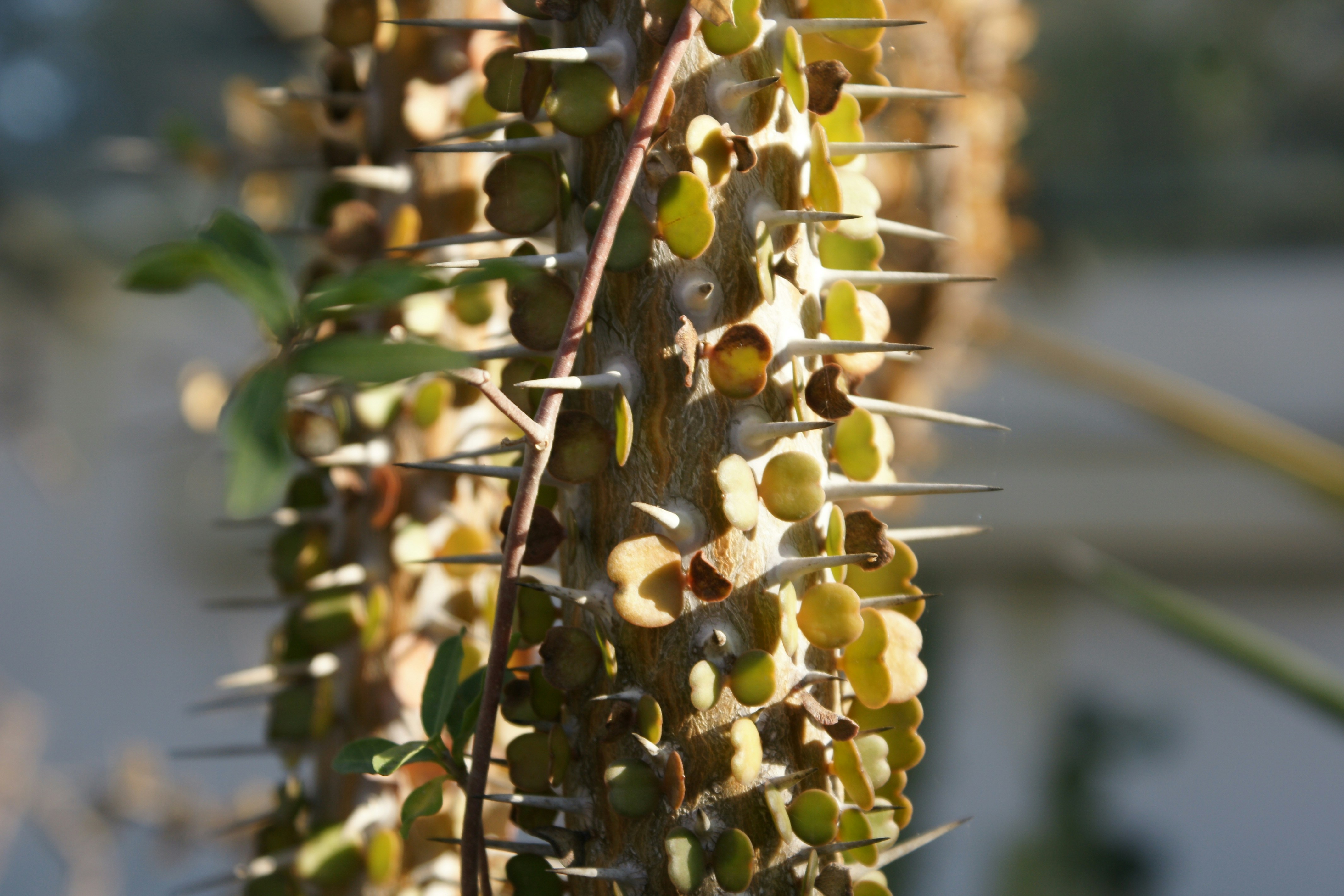 Spines in Focus: Macro Portrait of a Thorny Stem