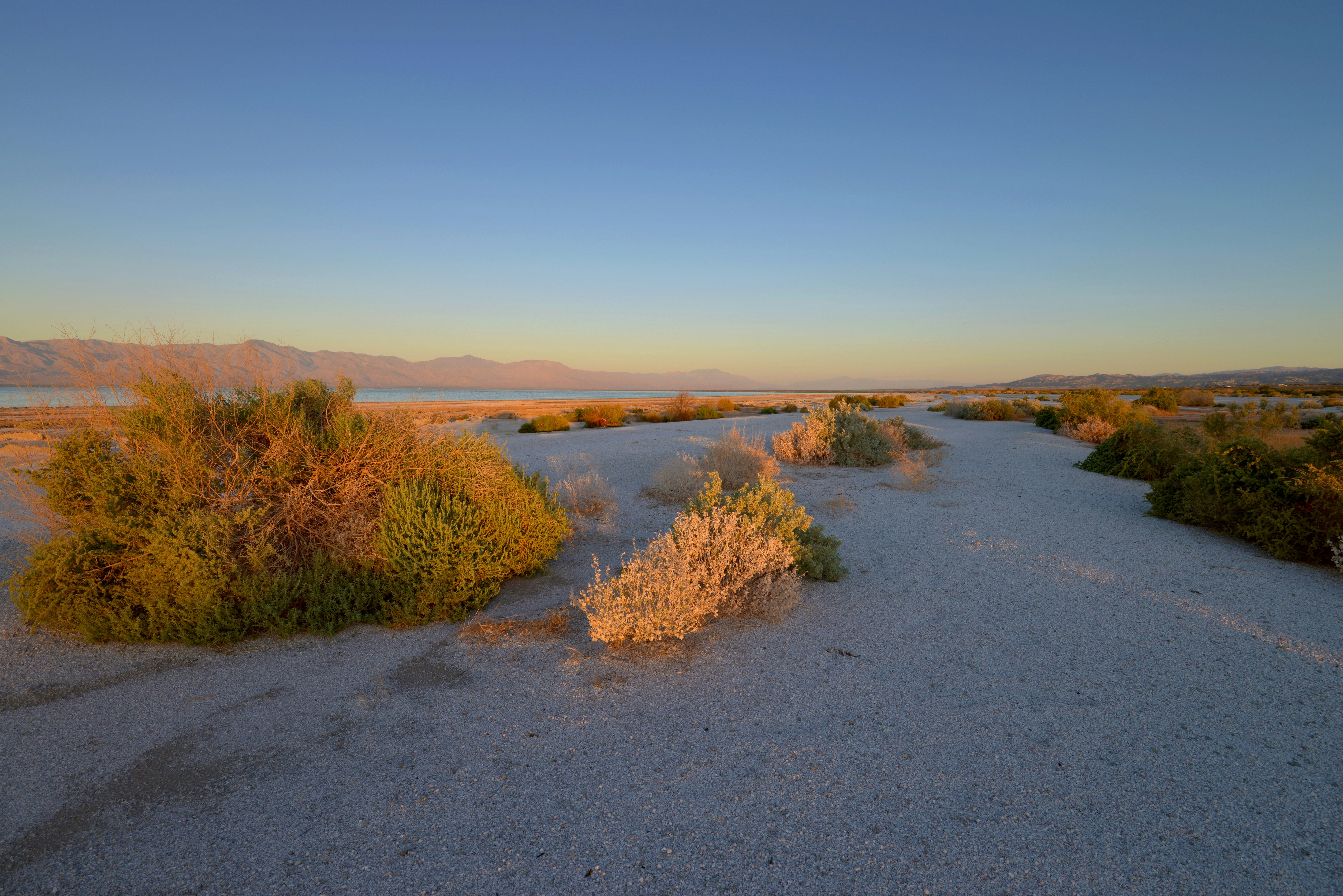 Desert Light: Low Scrub Under a Quiet Dawn