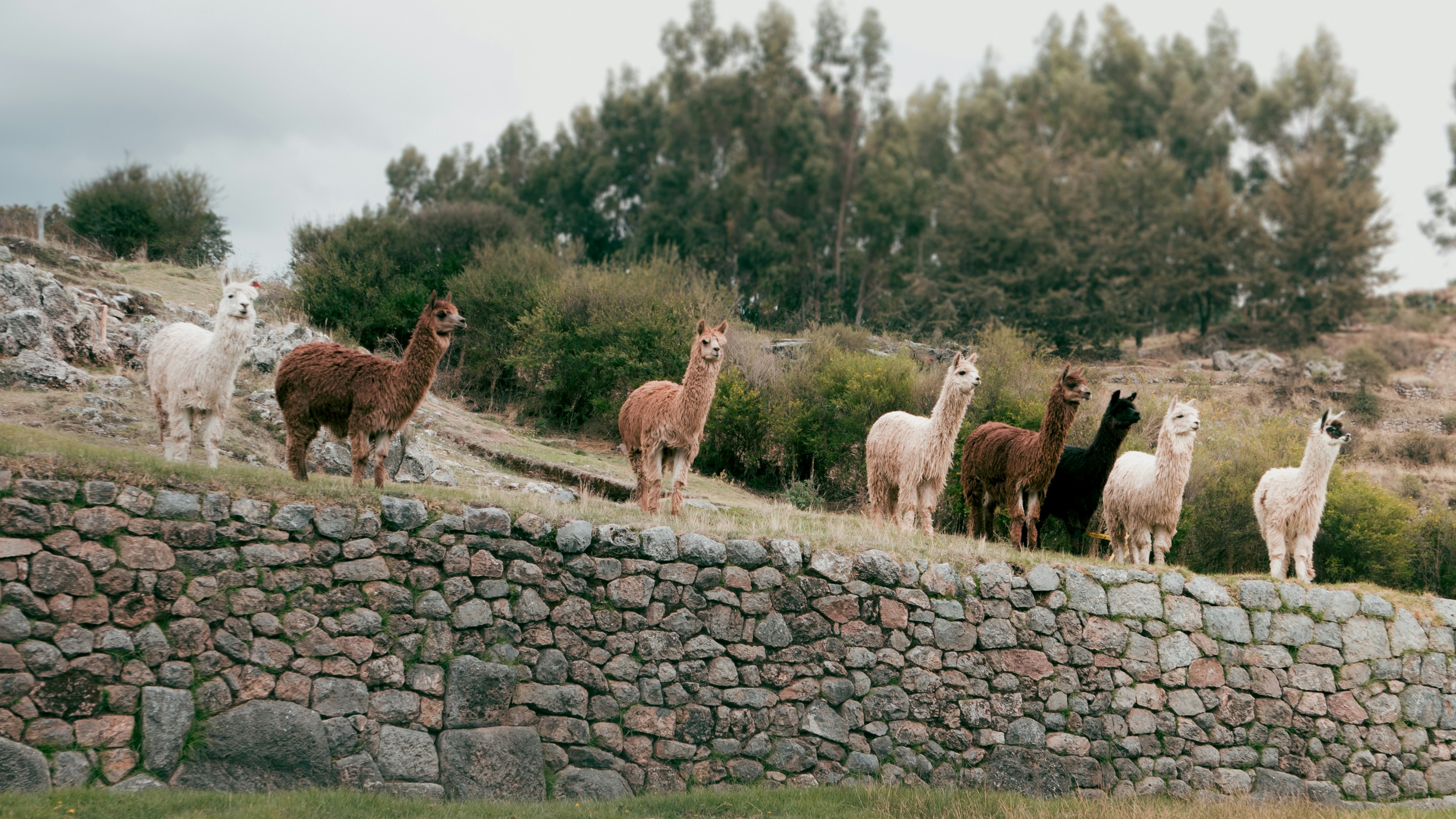 How to Choose the Best Alpaca Products for Wholesale Resale – The ...