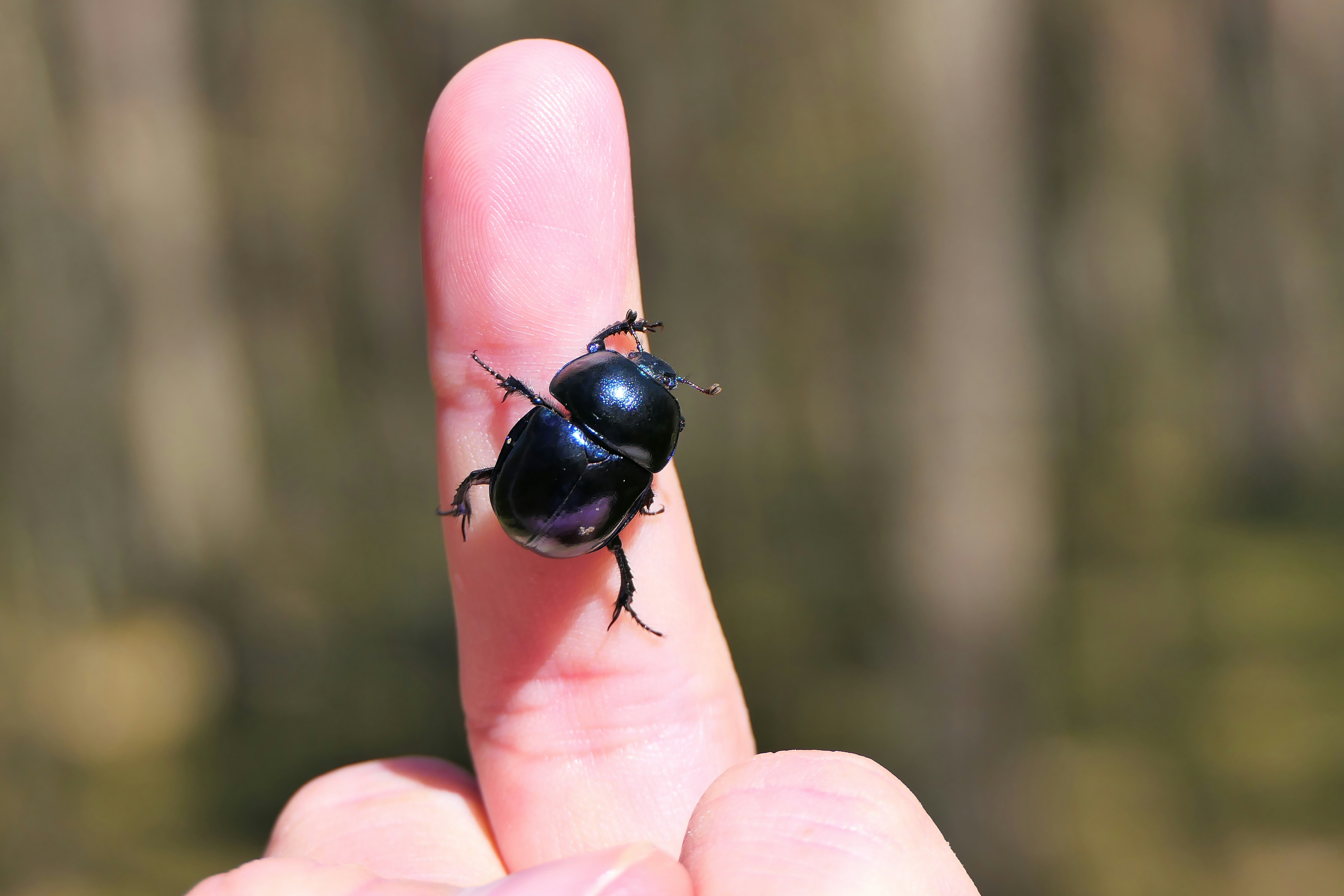 A black beetle perched on a human finger, showcasing its intricate details against a blurred natural backdrop.