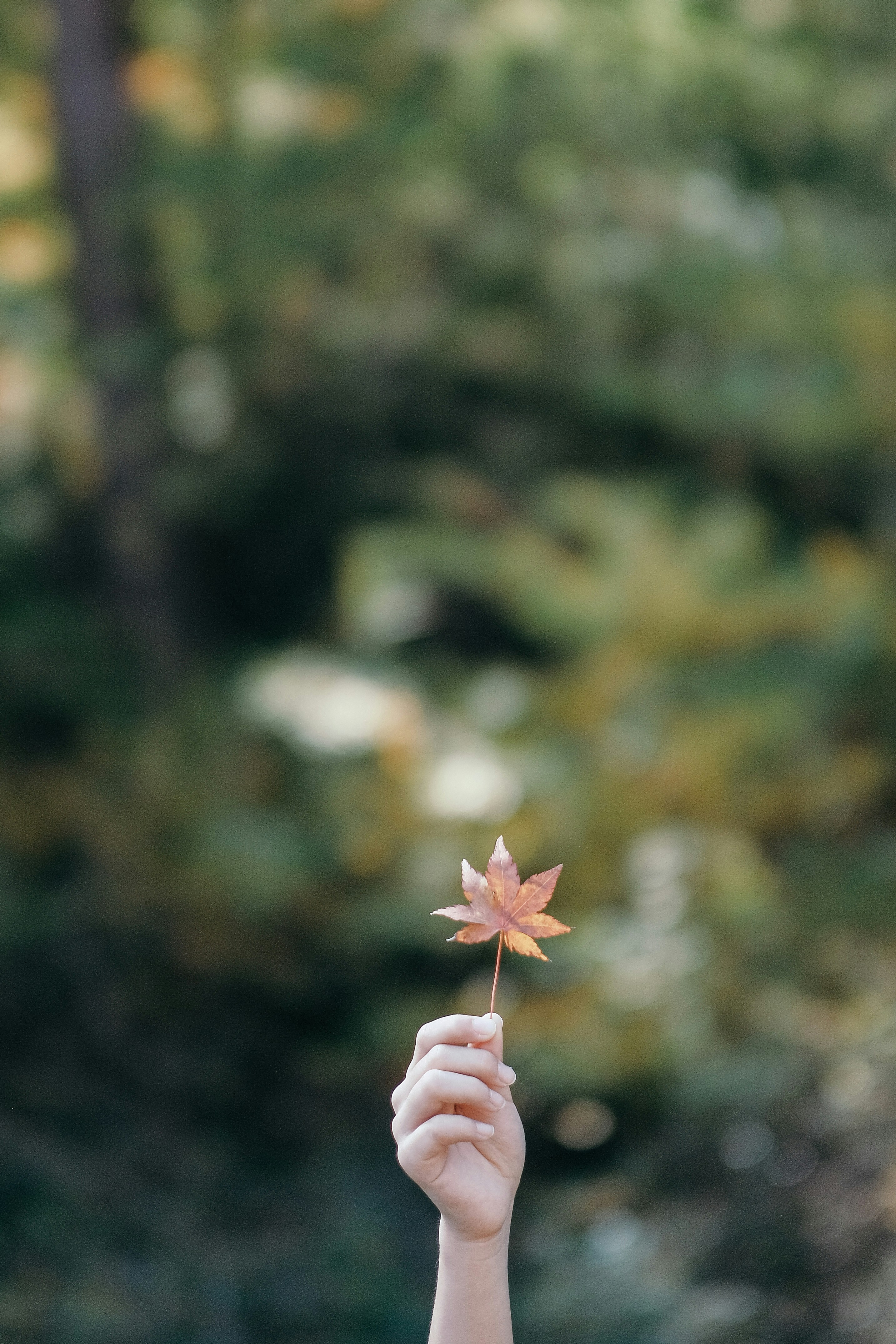 Solitary Maple Hand: A Quiet Song of Autumn Against a Blurred Forest