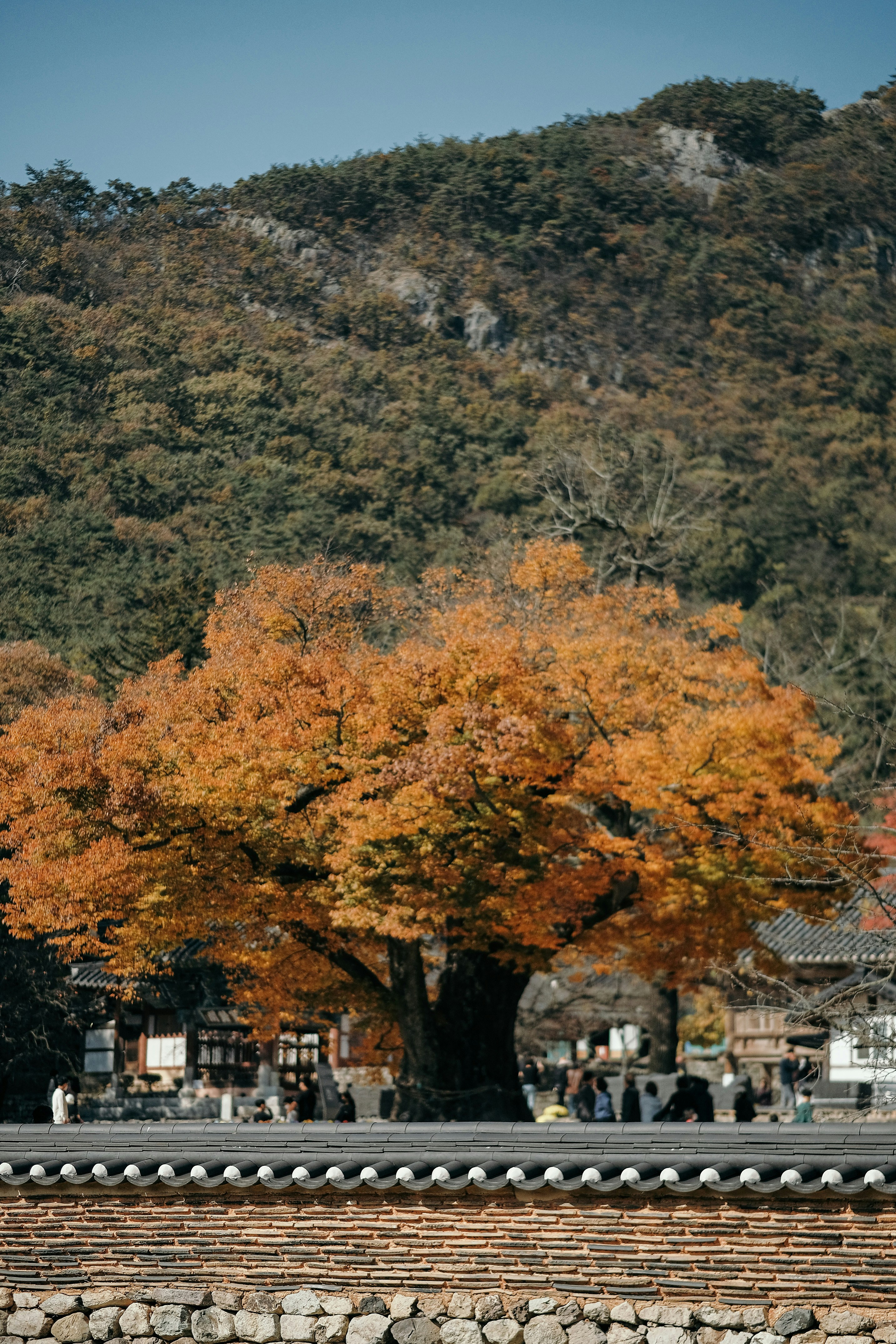 a tree with orange leaves in front of a mountain