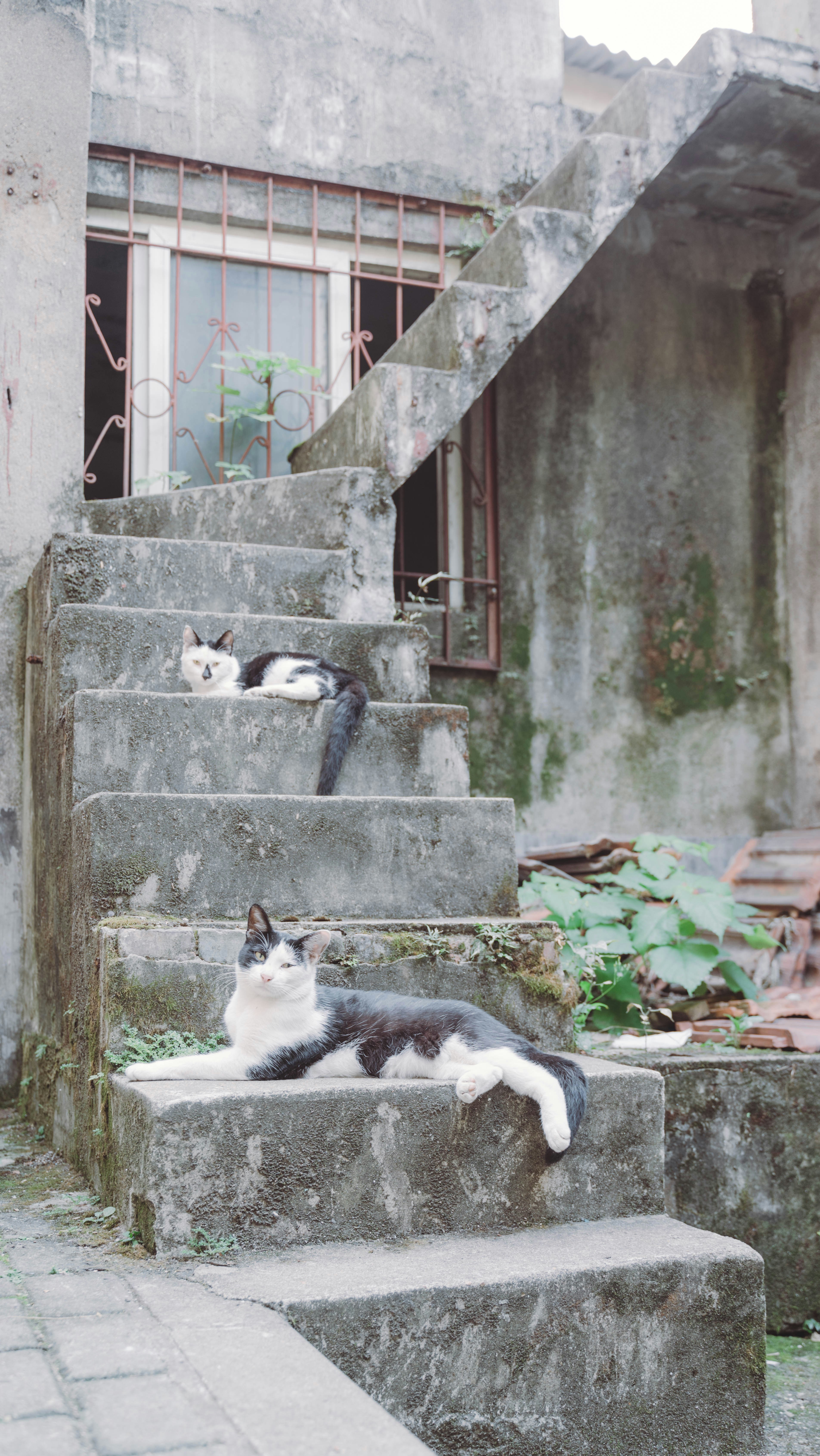a black and white cat laying on a set of stairs