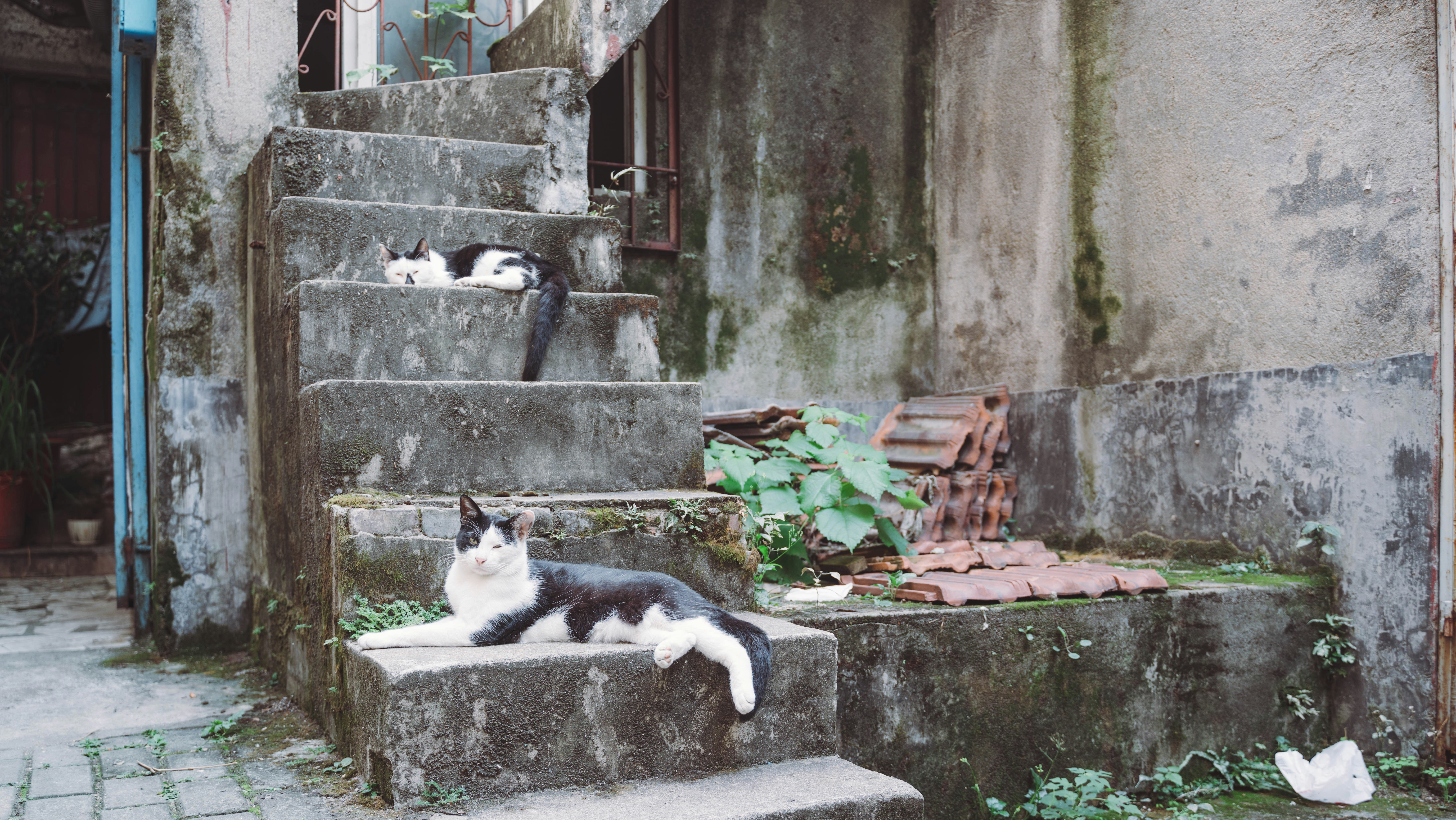 Black and white cat resting on stone steps beside an aged building.