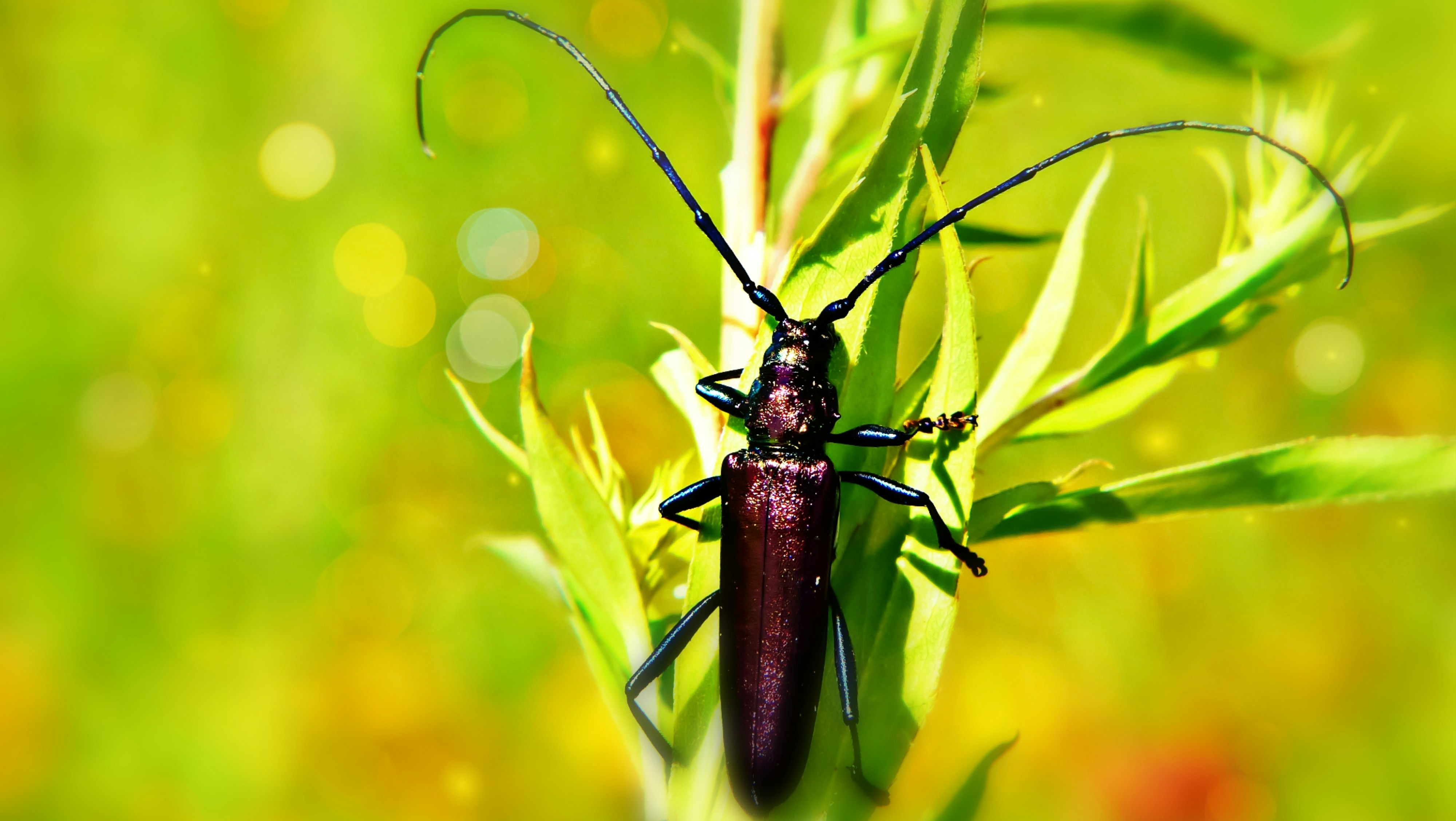 A close up of a bug on a plant photo – Free Polska Image on Unsplash