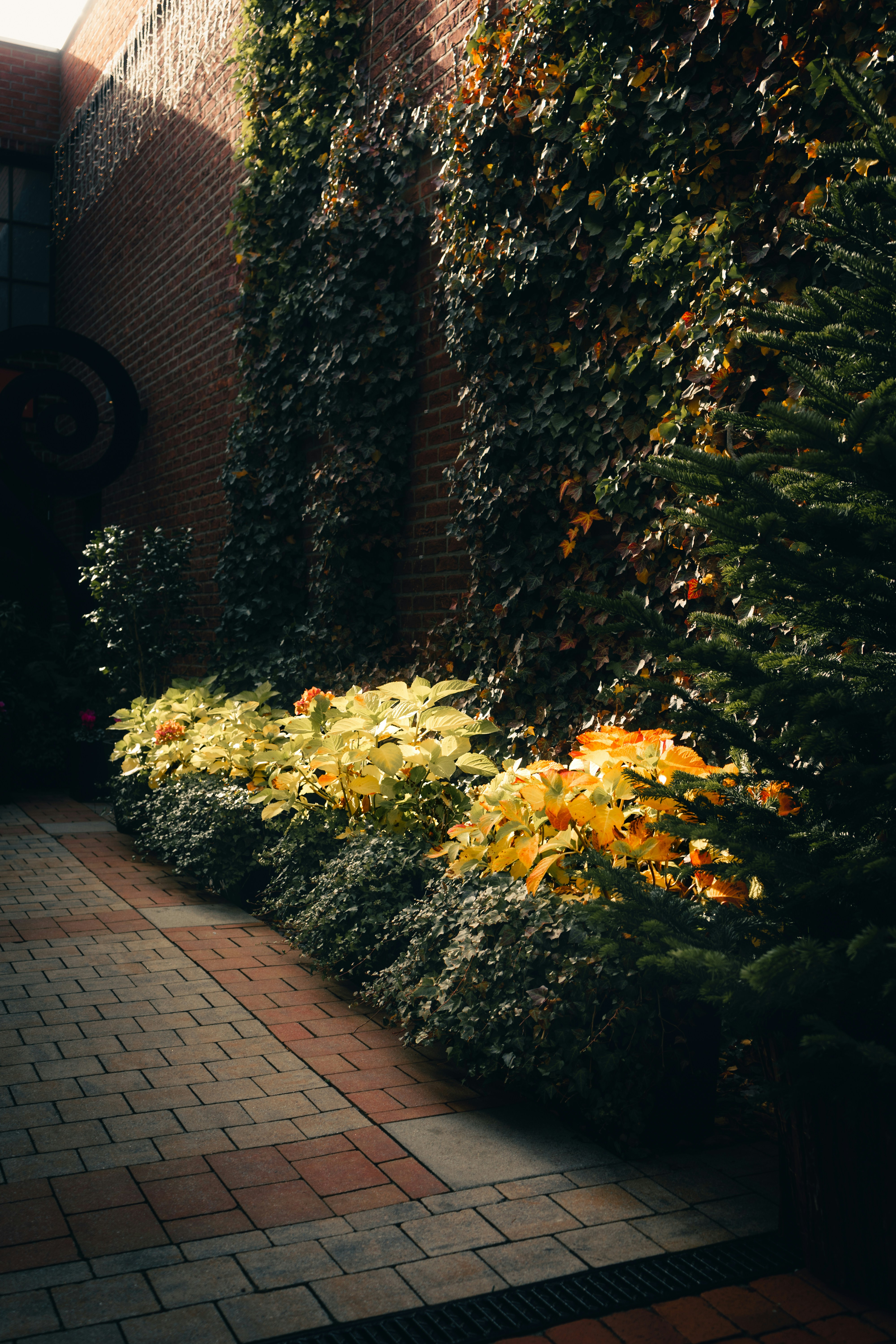 Sunlight illuminates vibrant foliage along a brick wall in a garden passage.