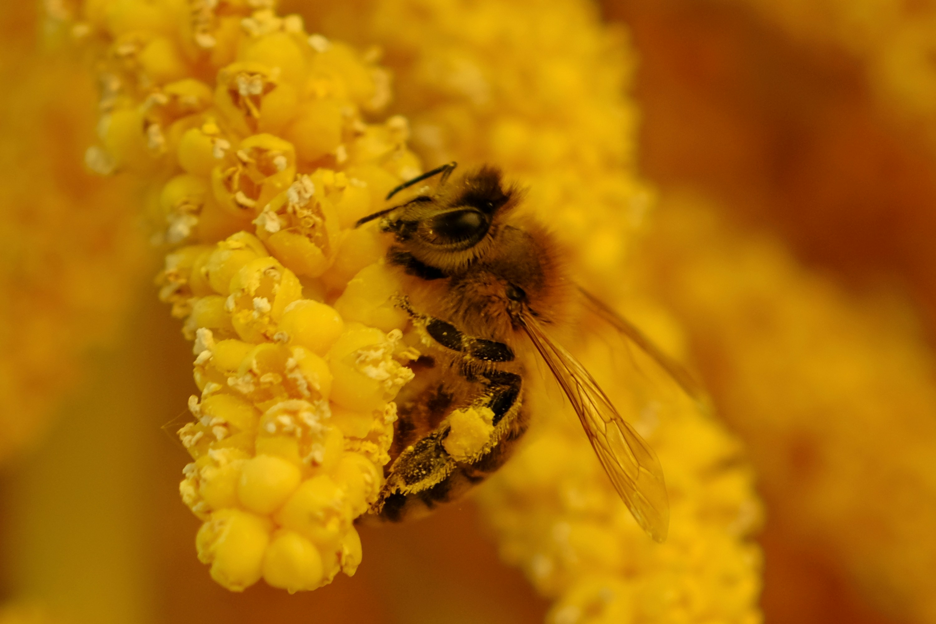 a close up of a bee on a yellow flower