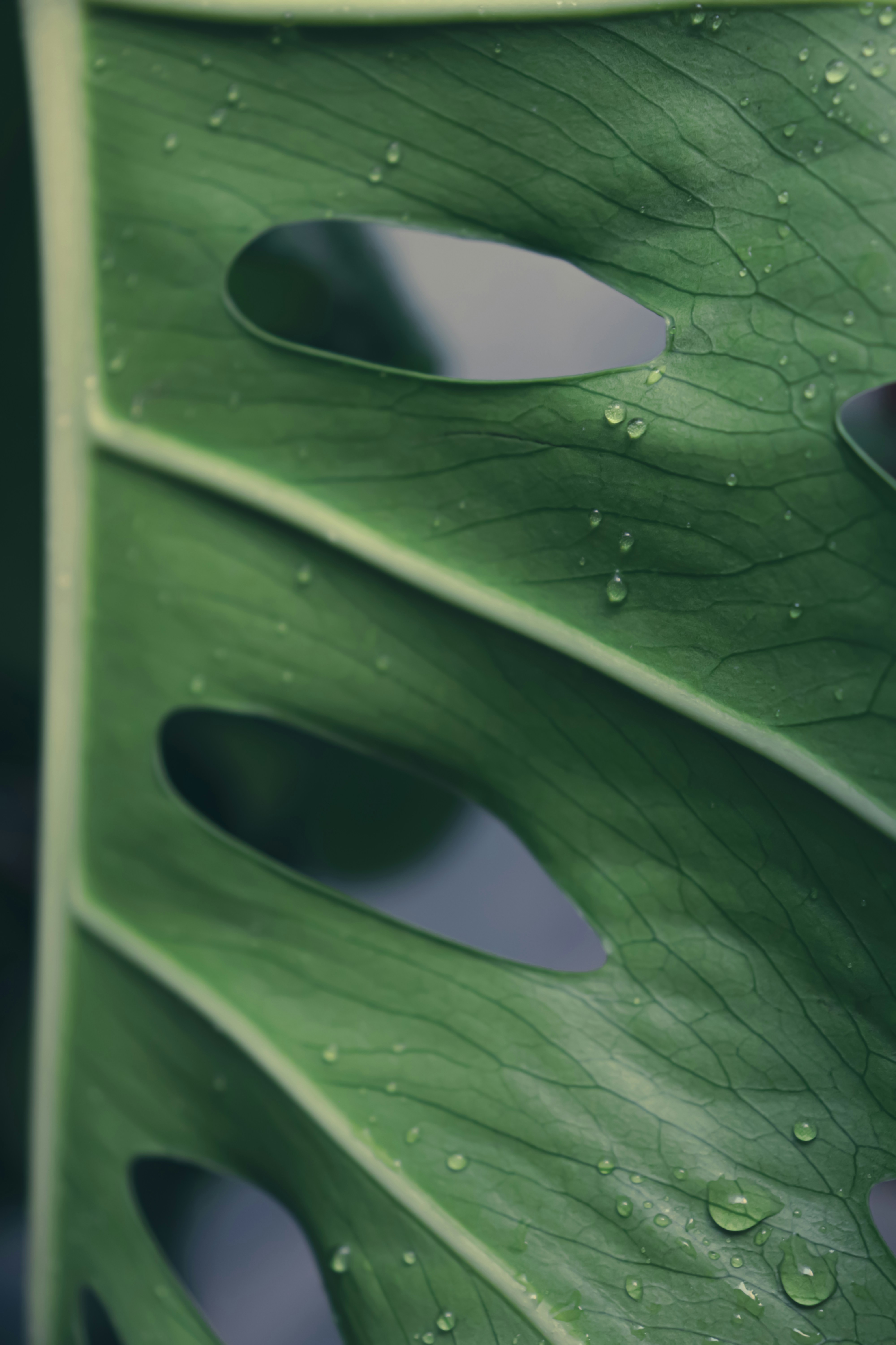 Dew-Kissed Fenestrations: Macro Portrait of a Leaf's Veins and Holes
