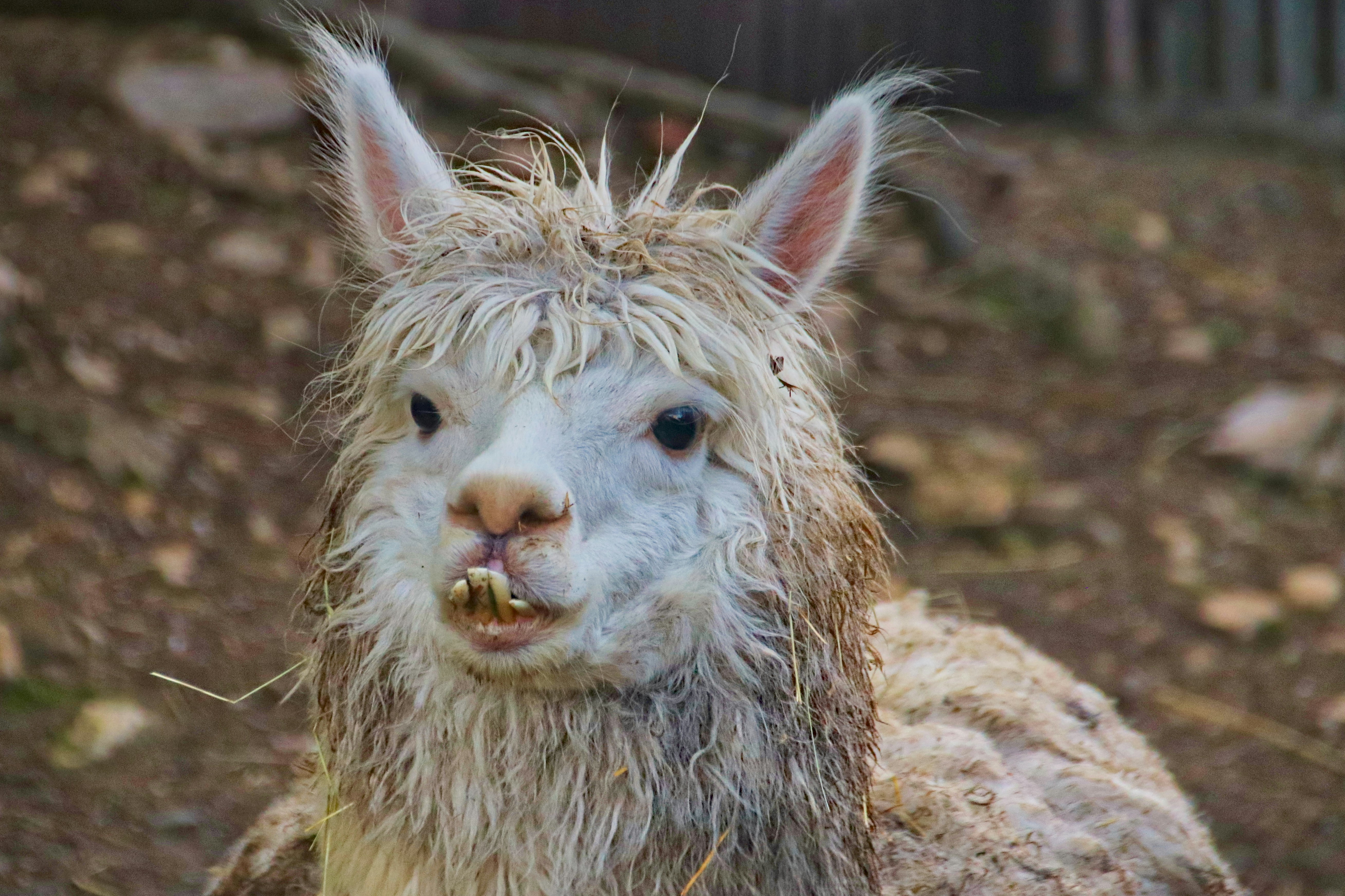 Mud-splattered Llama Stare in a Farmyard Glow
