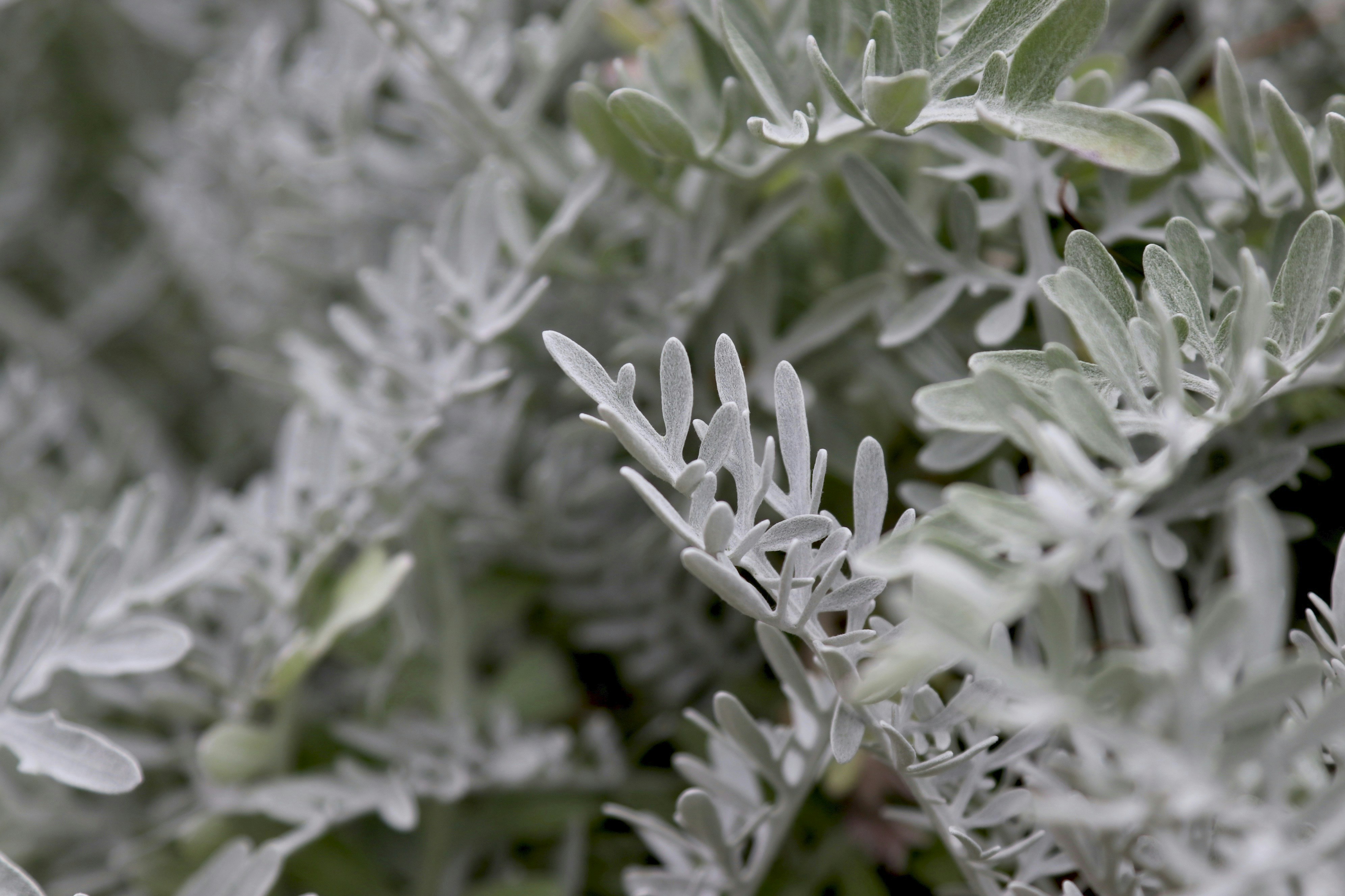Close-up of delicate, silvery-green leaves showcasing intricate textures and forms. The composition highlights the beauty and detail of the foliage.