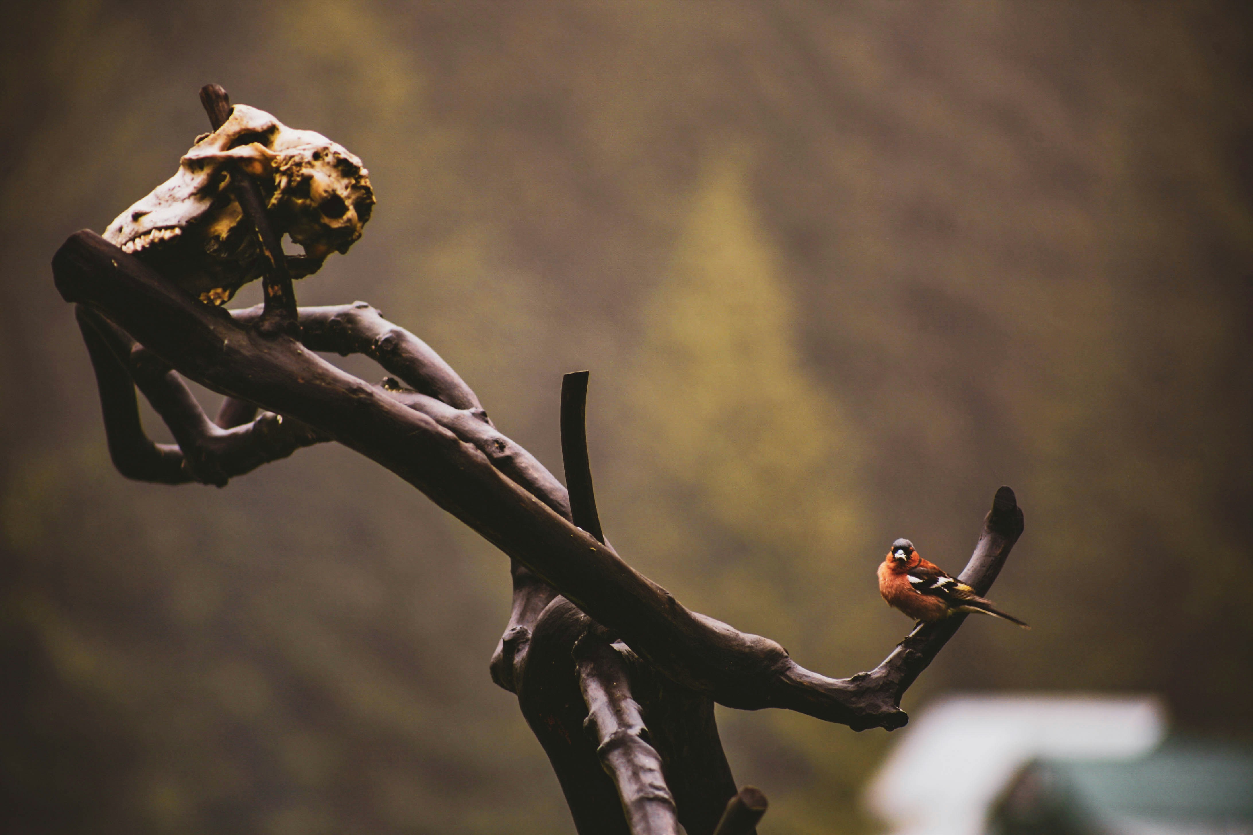 Scarlet-chested Bird on a Weathered Branch in Autumn Light
