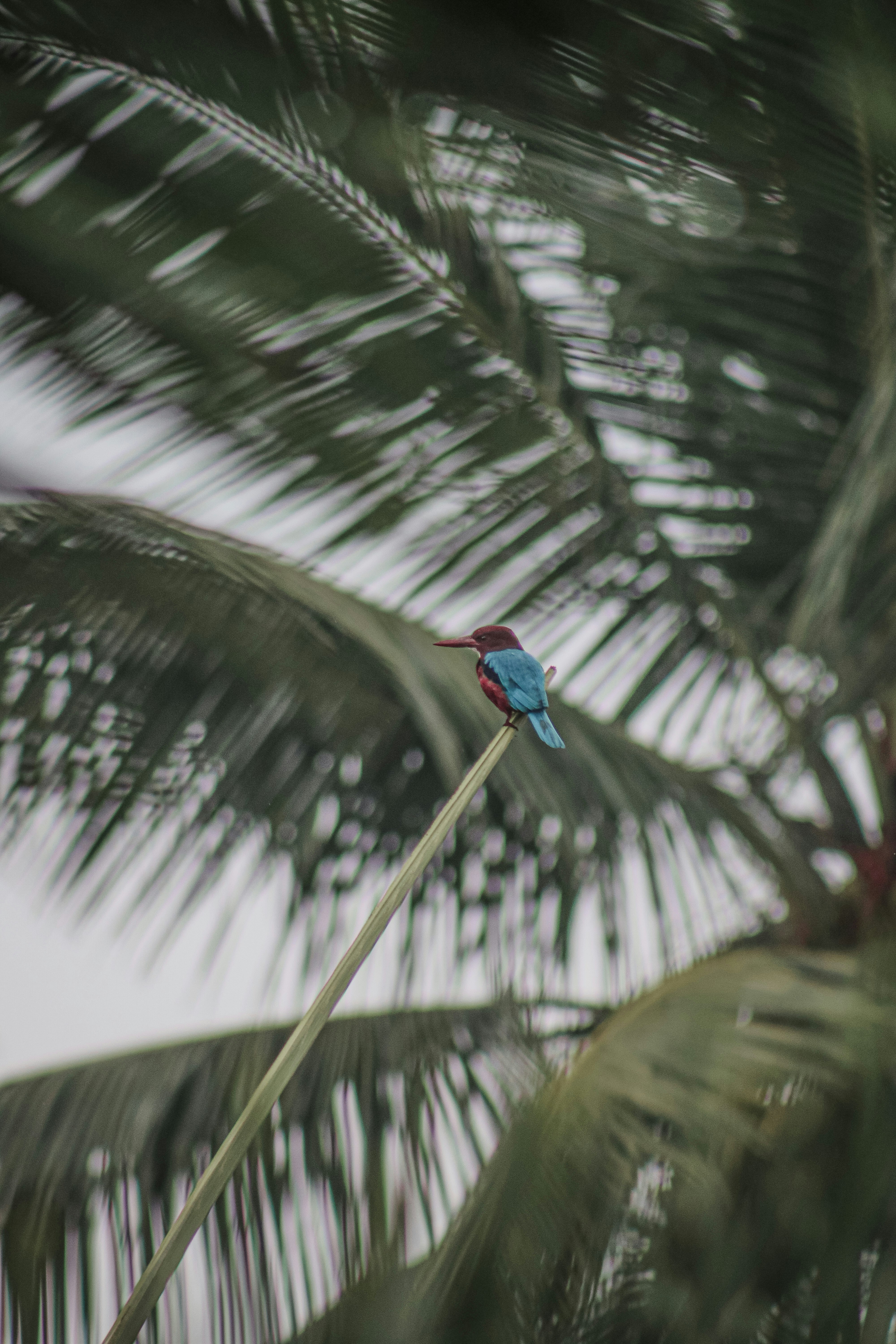 A blue and red bird sitting on top of a palm tree photo – Free Bee ...