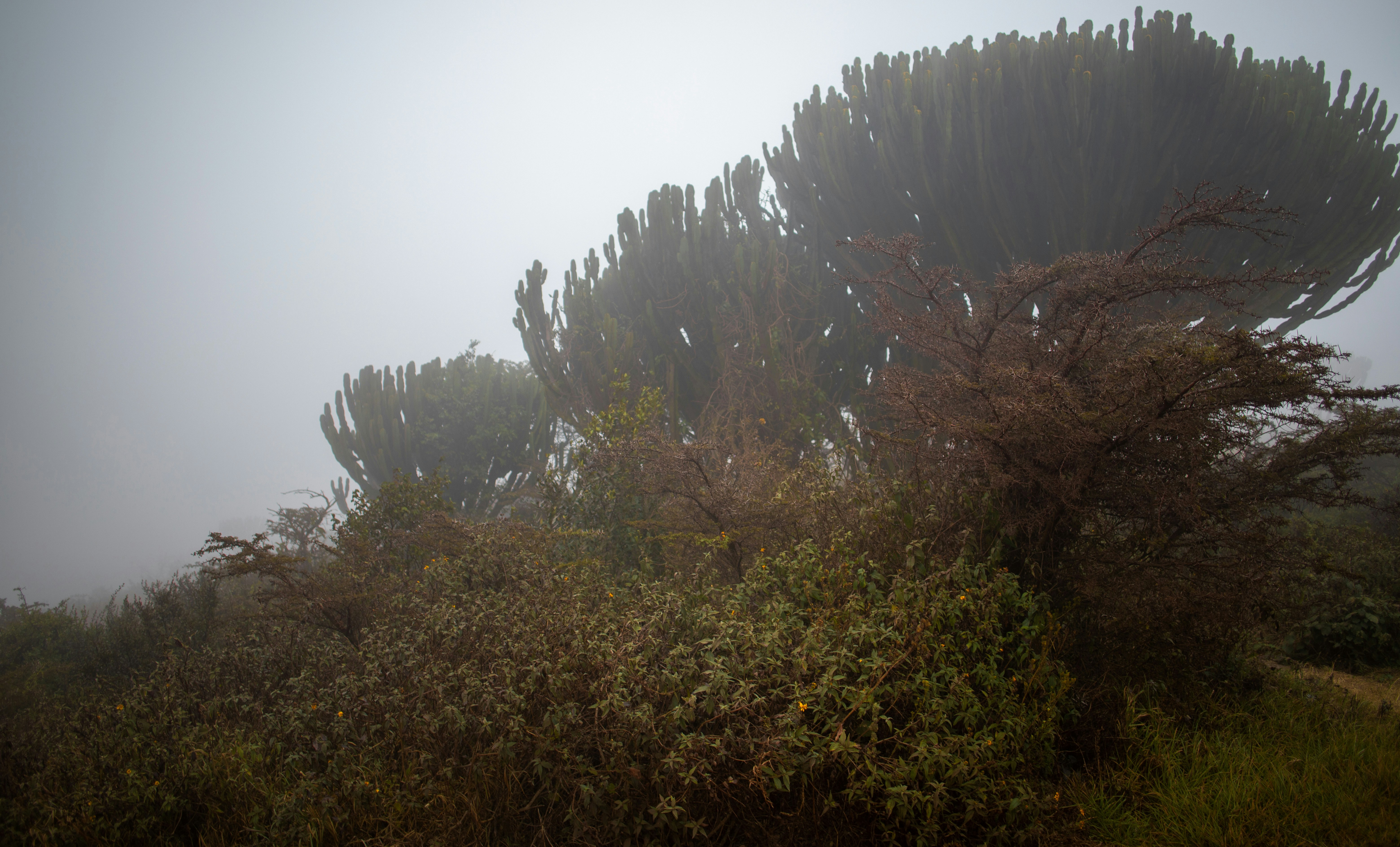 Misty landscape featuring unique vegetation shrouded in fog, creating an ethereal atmosphere.