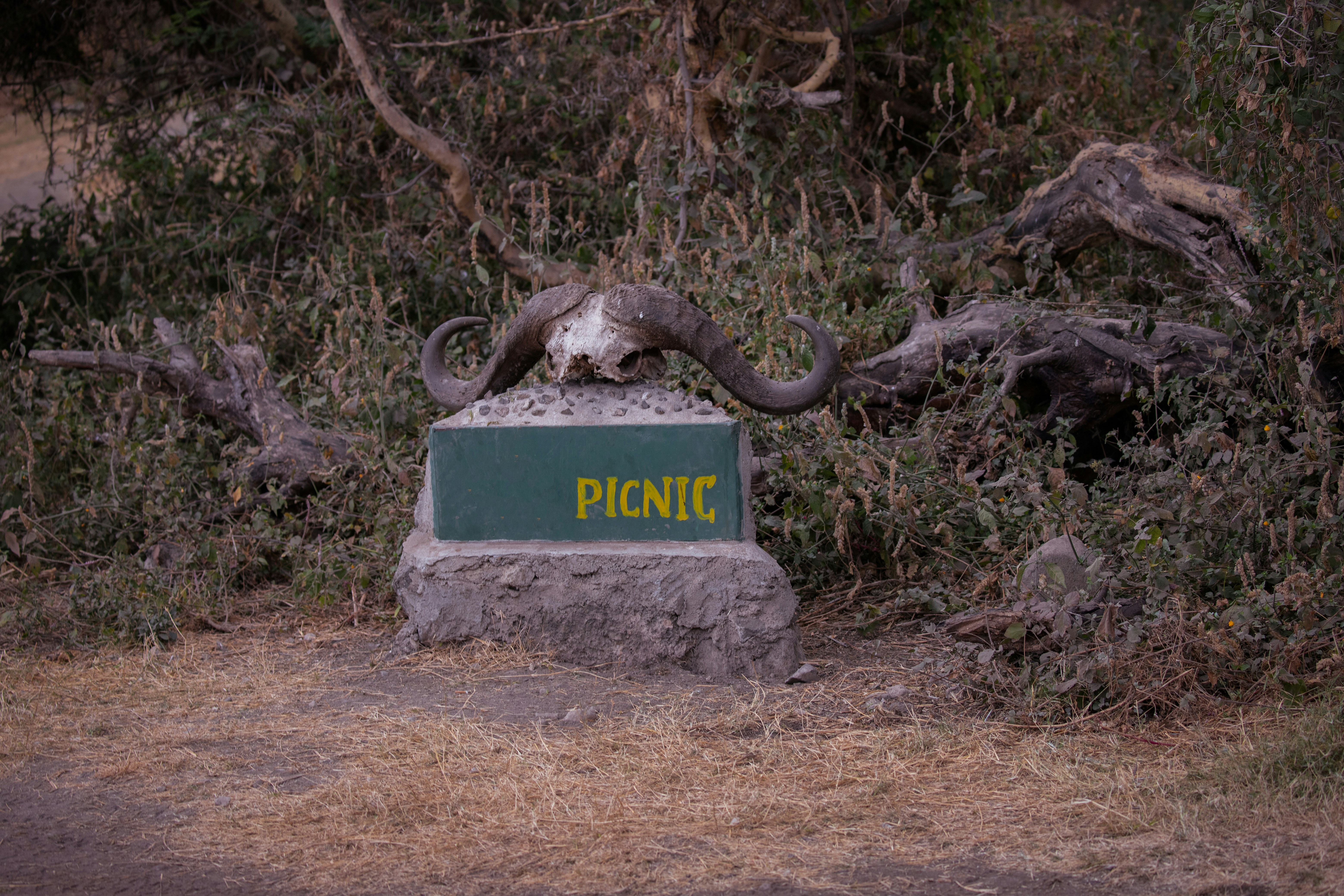 A weathered stone marker with a buffalo skull and the word 'PICNIC' painted in bright yellow, surrounded by dry grass and shrubs.