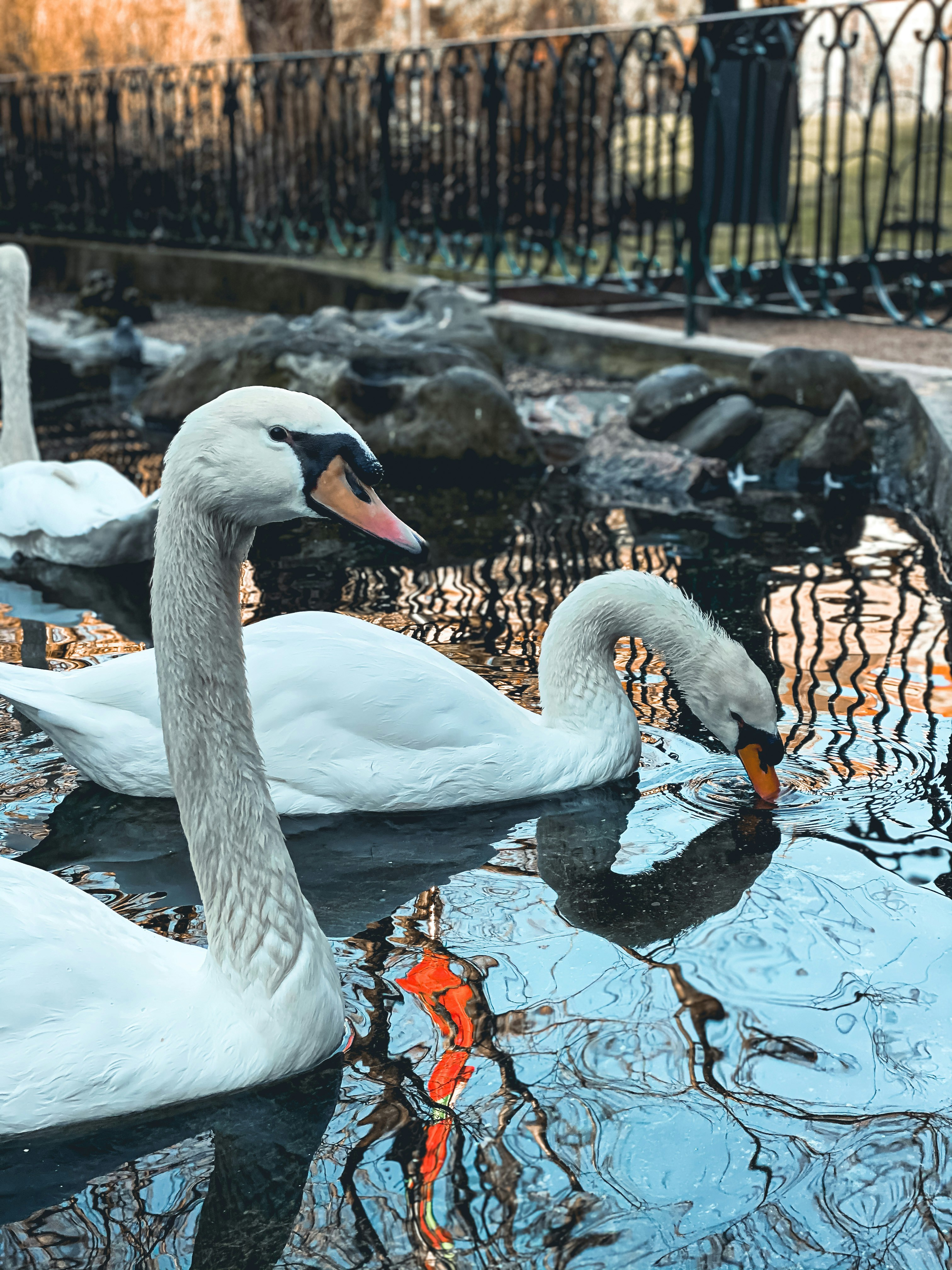 Pair of White Swans at a Reflective Park Pond