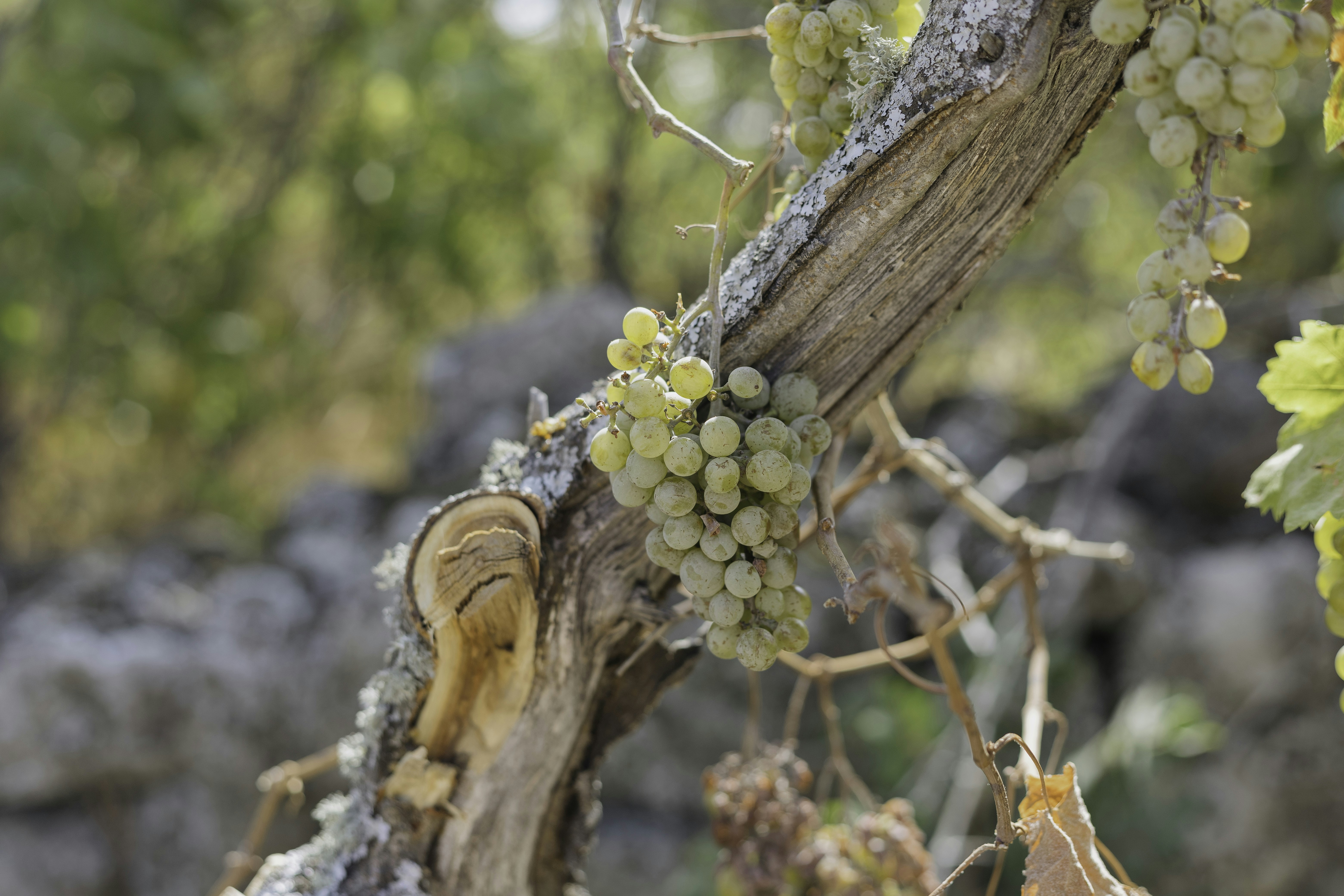Grapevine Cluster in Focus: A Quiet Harvest Moment