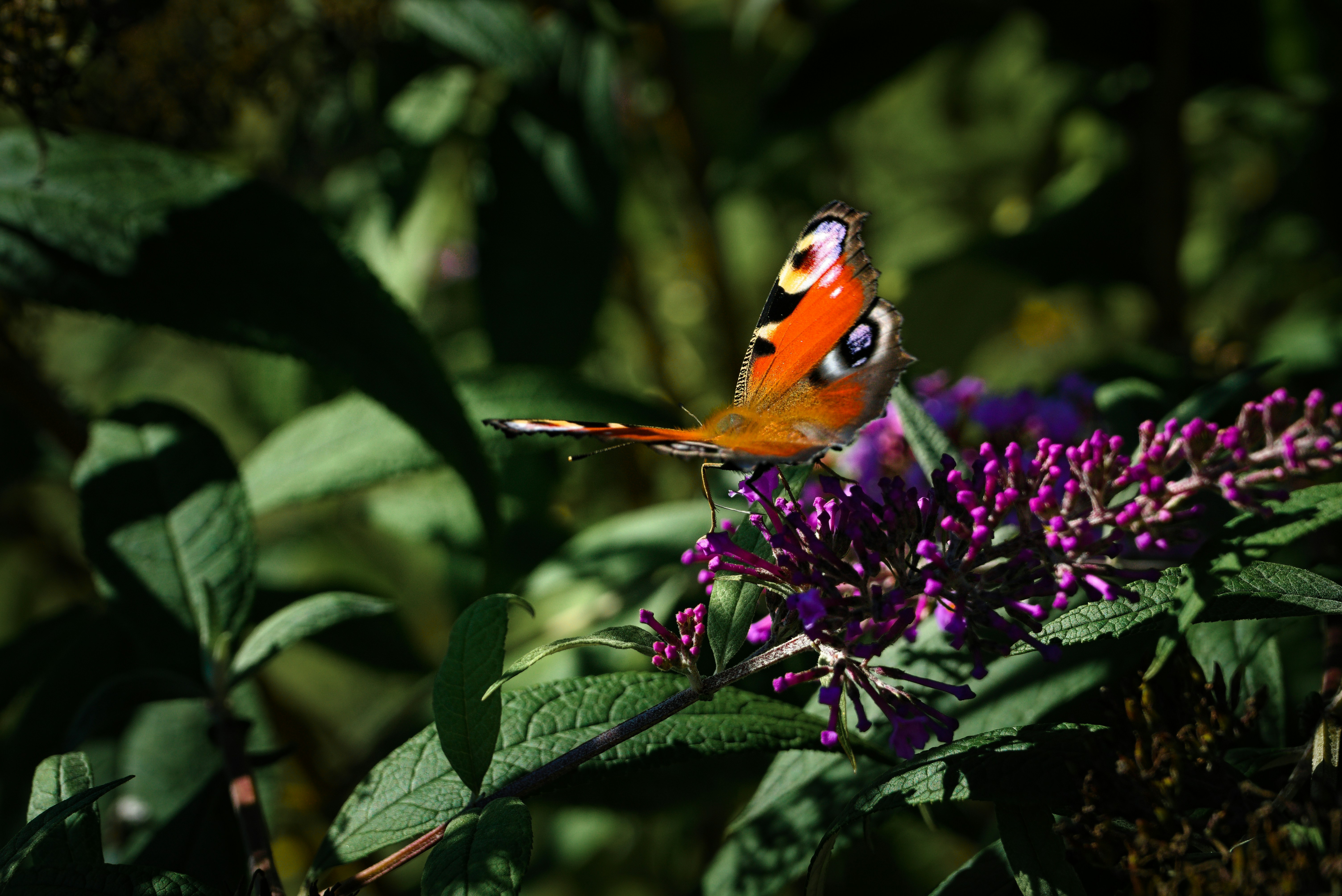 Orange-winged butterfly on violet blooms in a sun-dappled garden