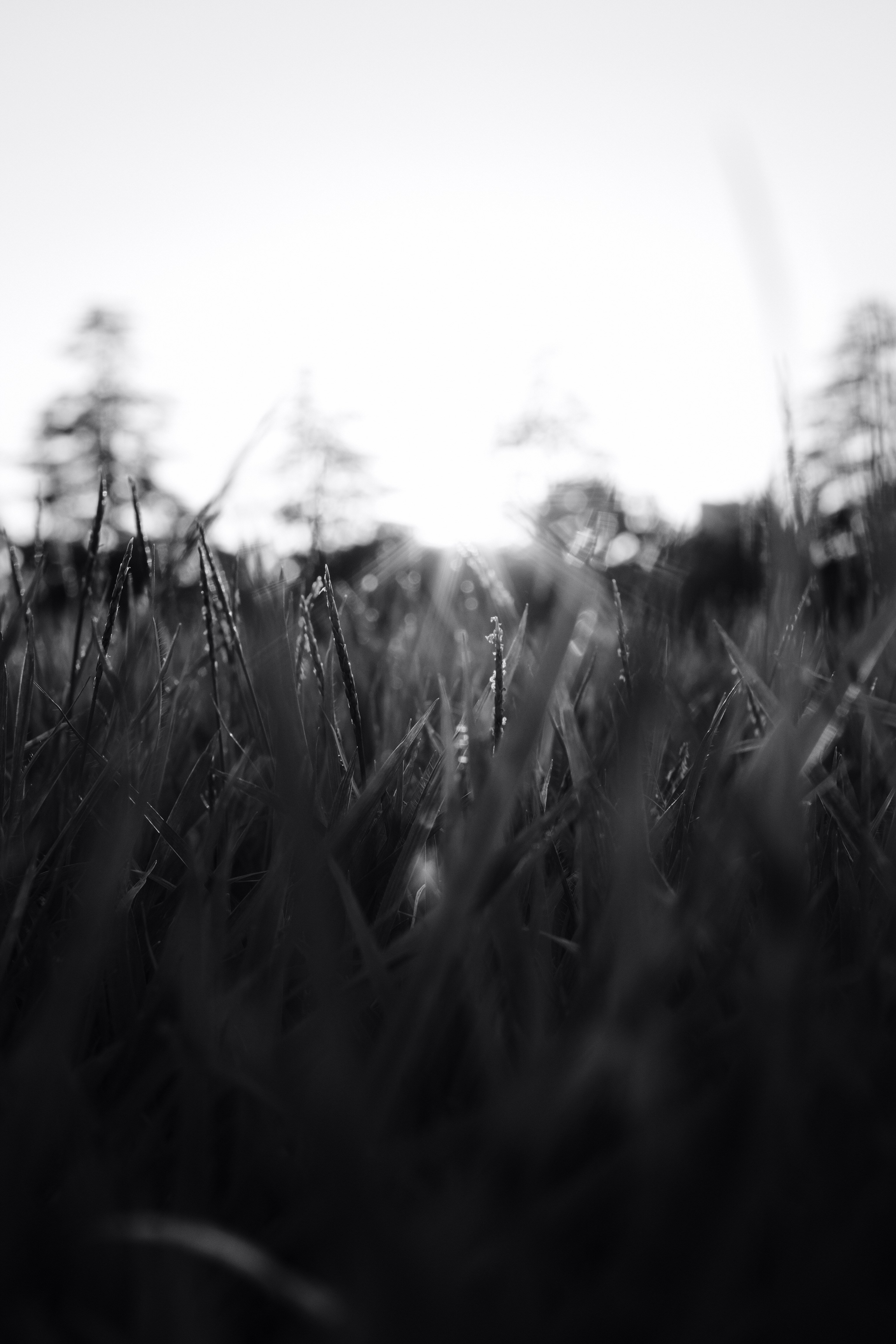 Grass Field Black And White