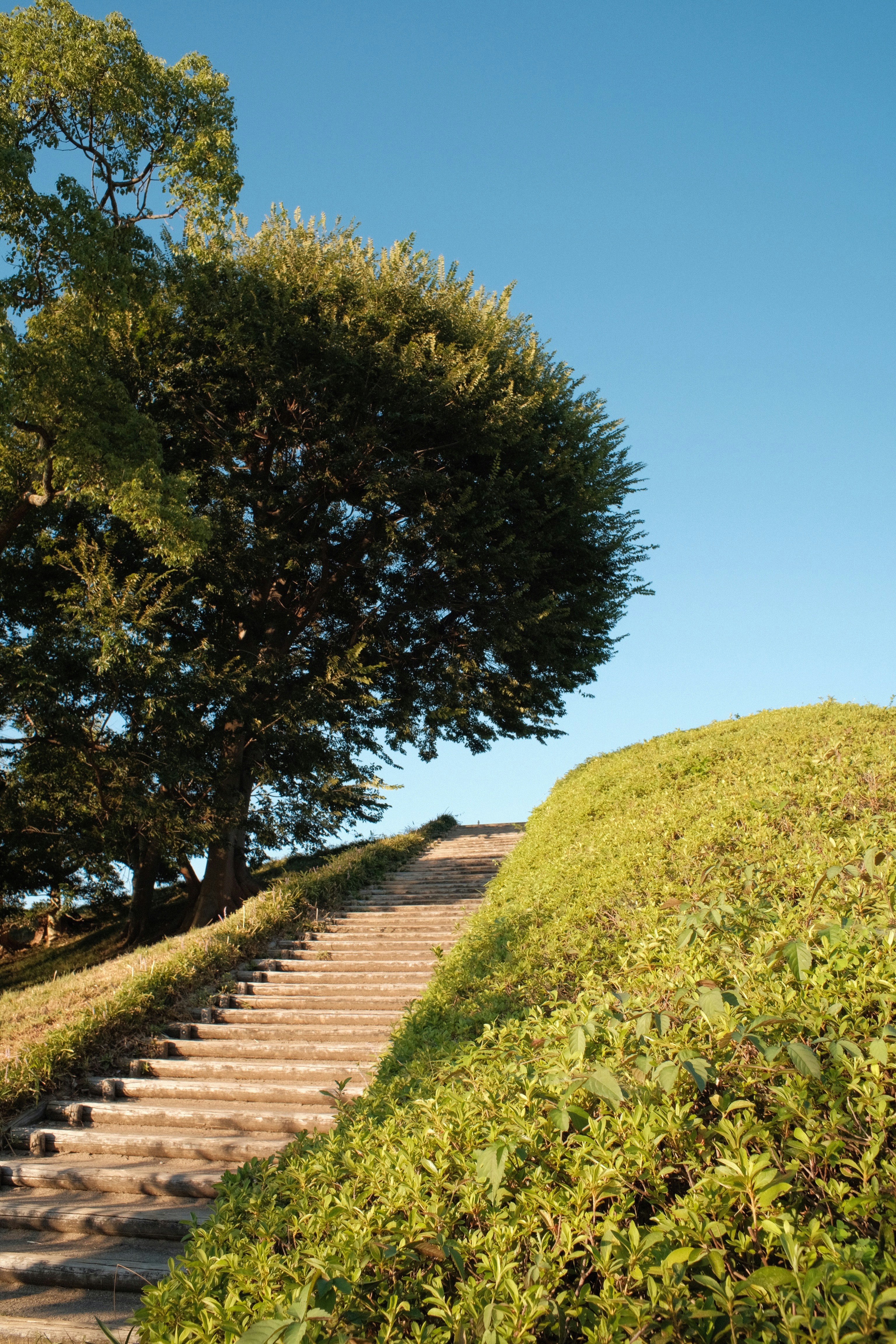 a set of stairs leading up to a tree