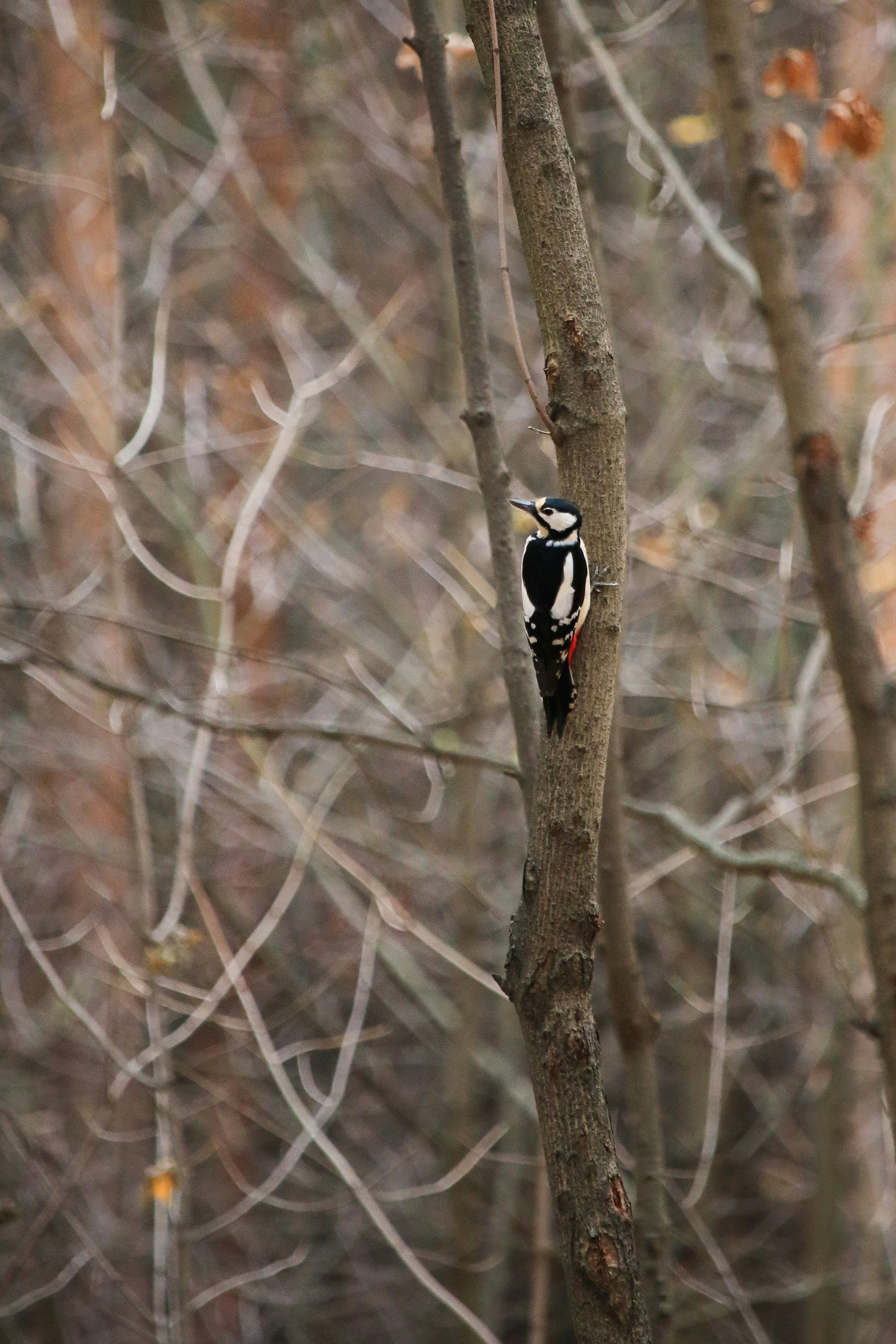 Great Spotted Woodpecker Perches on a Bare Trunk Amid a Winter Thicket