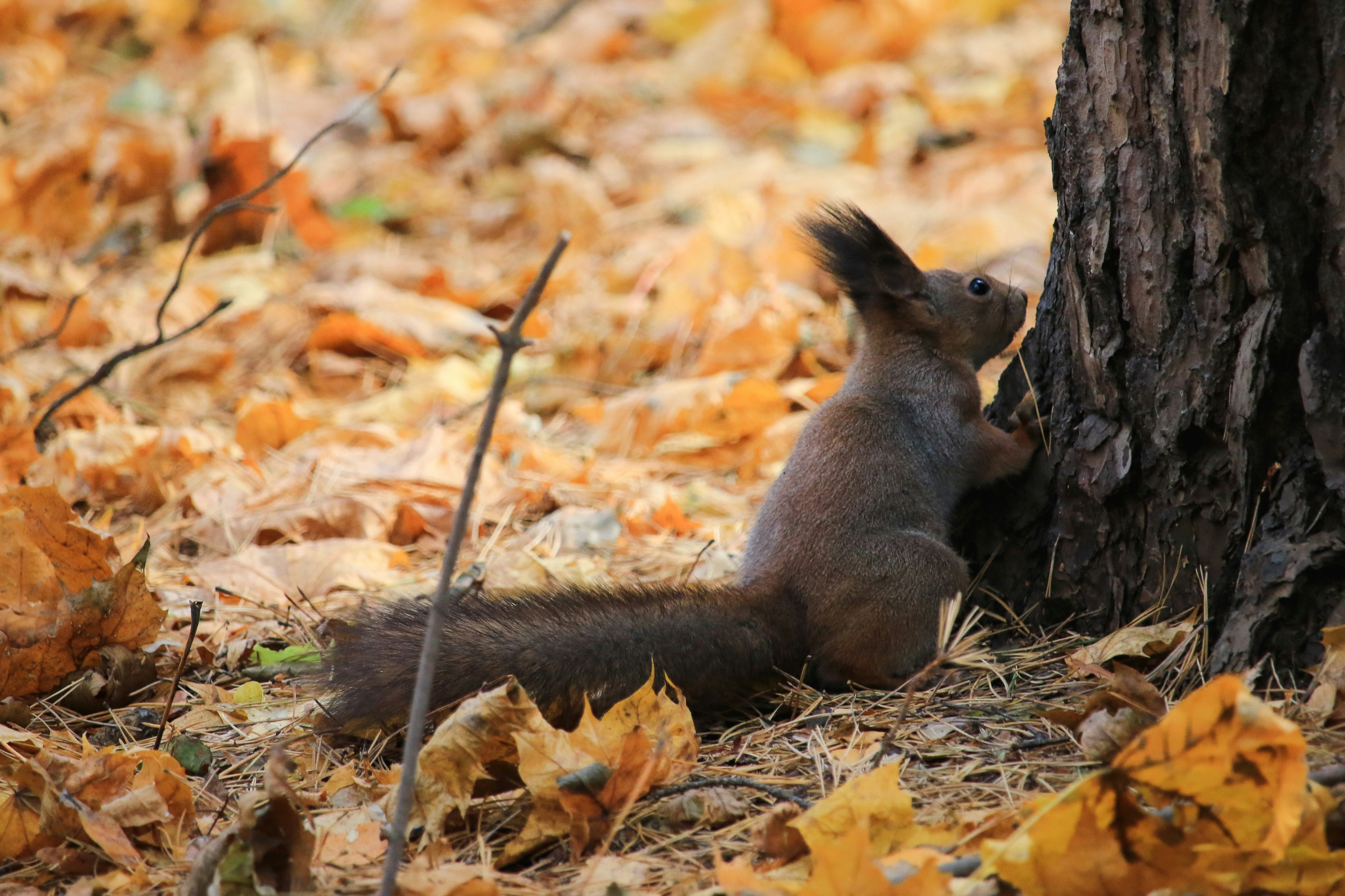 Autumn Forager at the Bark's Edge