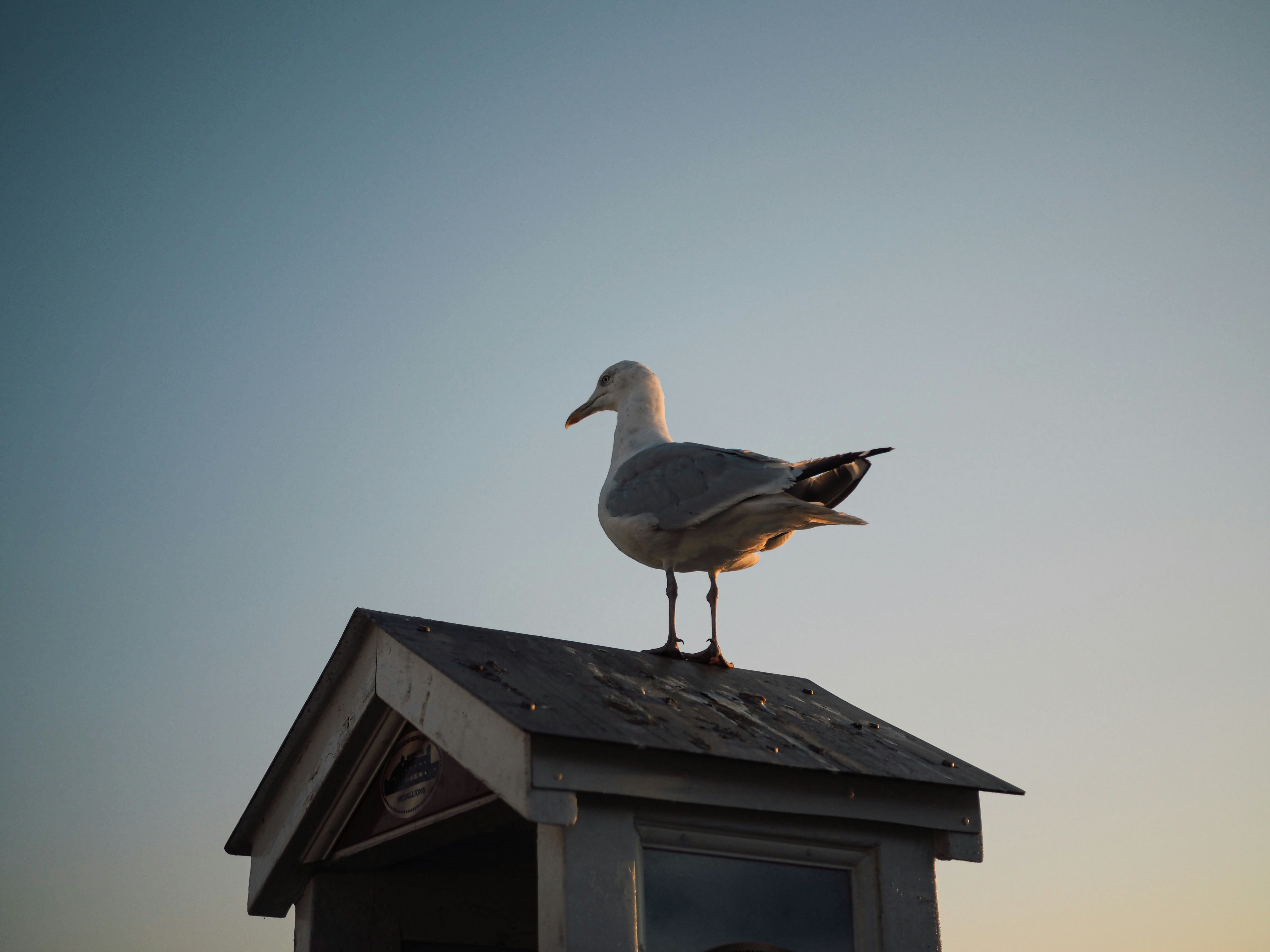 A seagull sitting on top of a roof photo – Free Seagull Image on Unsplash
