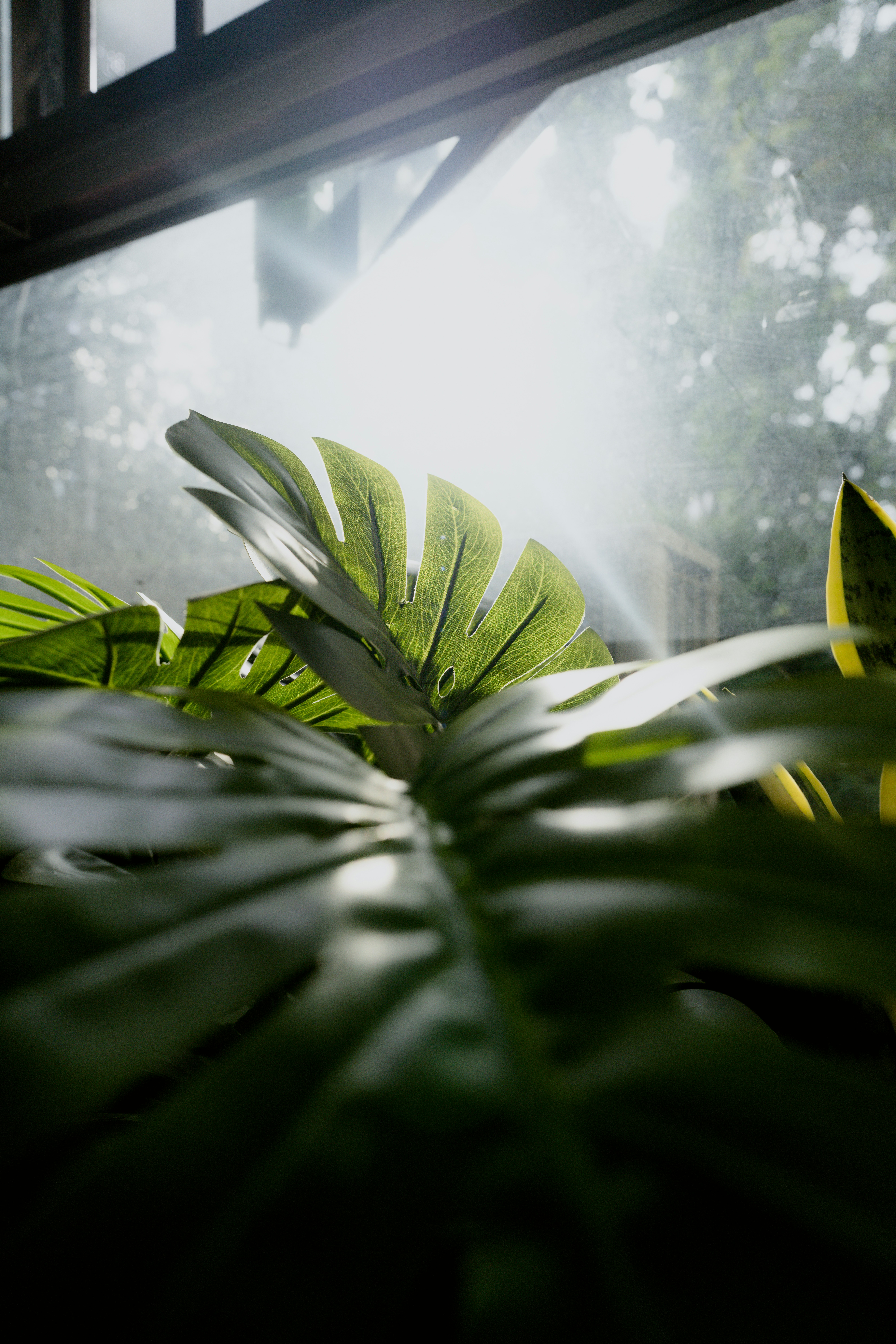 Sunlit Monstera Emerges Through a Glass Window