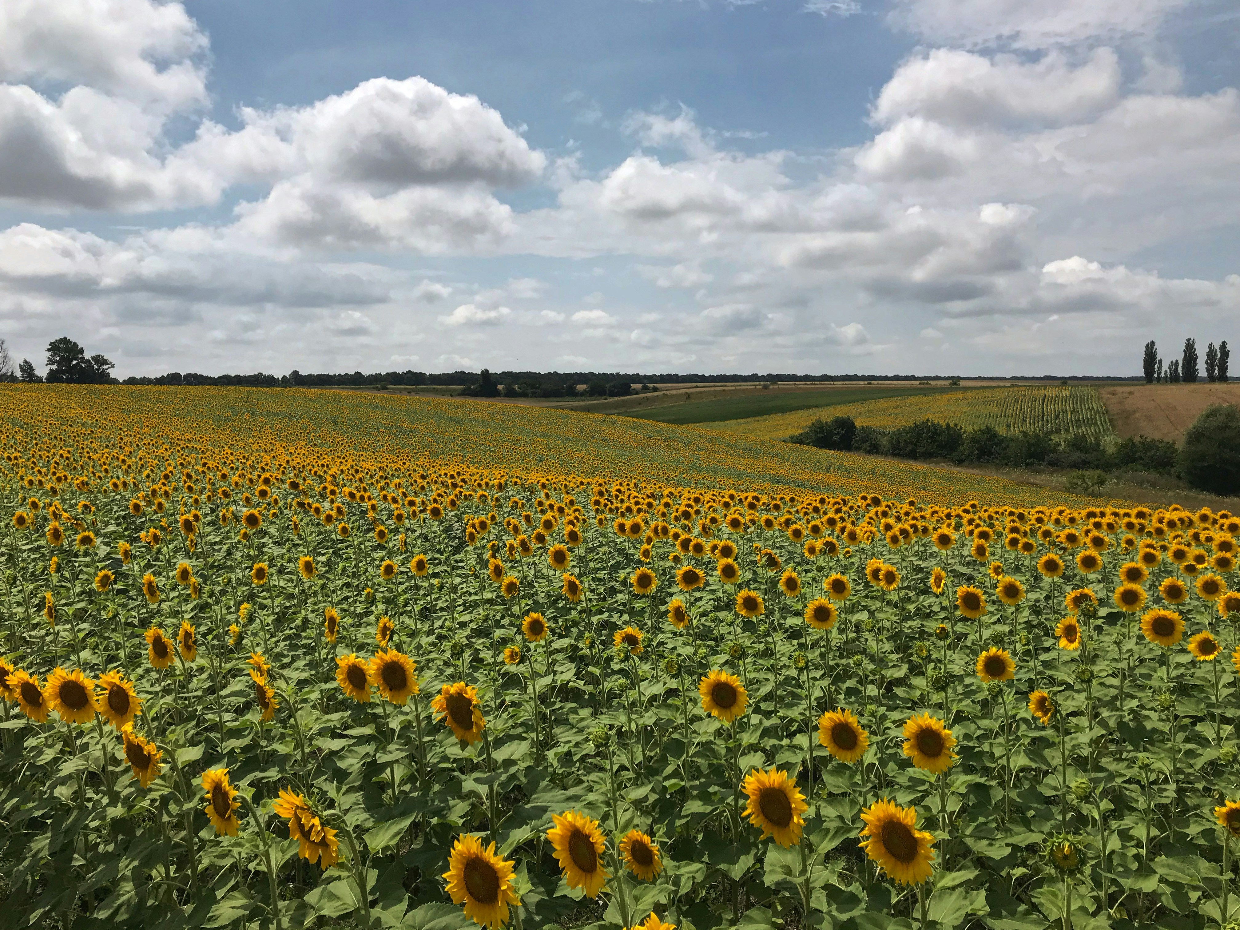Endless Sunflowers Under a Quiet, Cloud-Sifted Sky