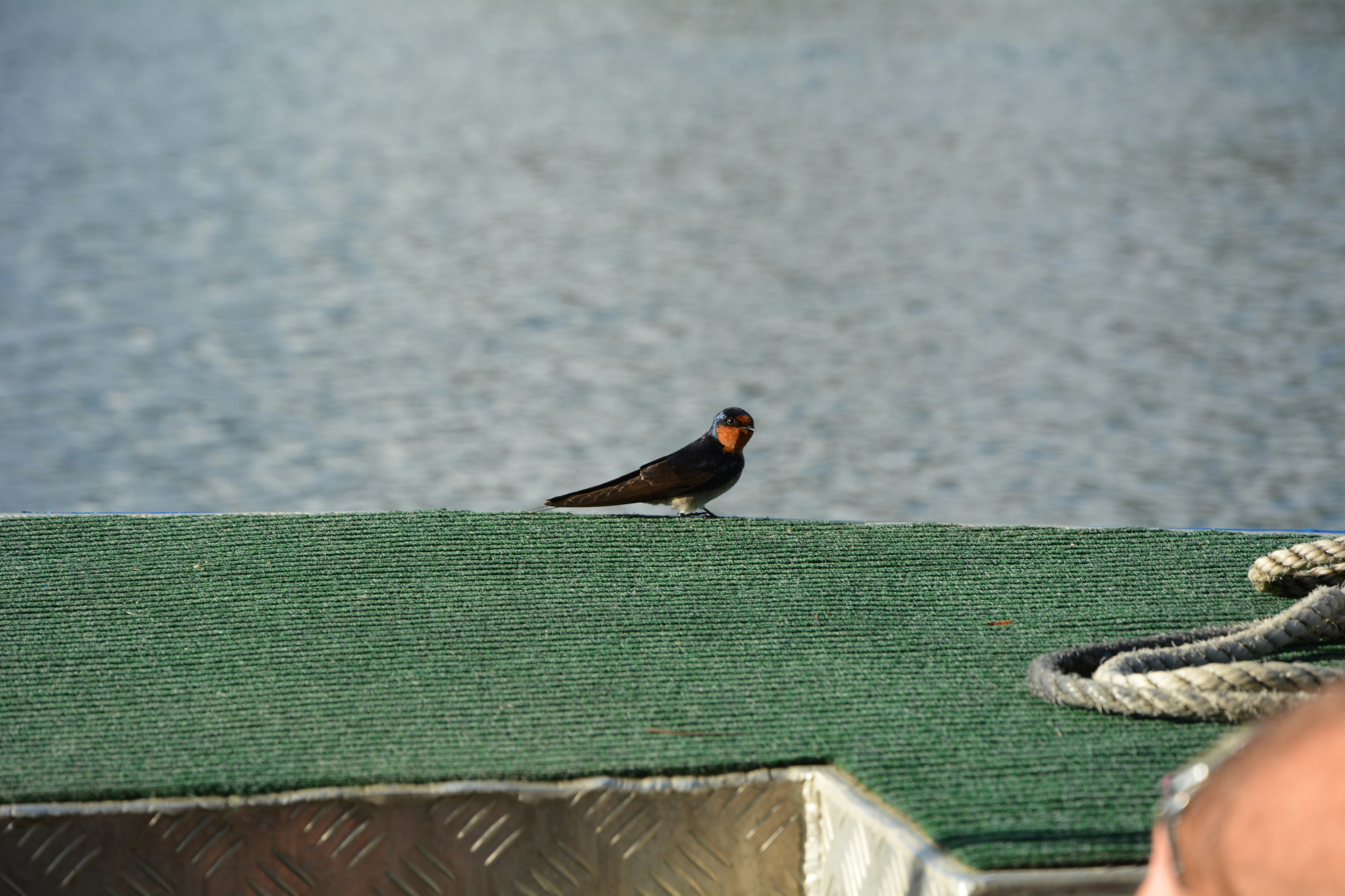Orange-throated Swallow on a Green Dock Edge Over Quiet Blue Water