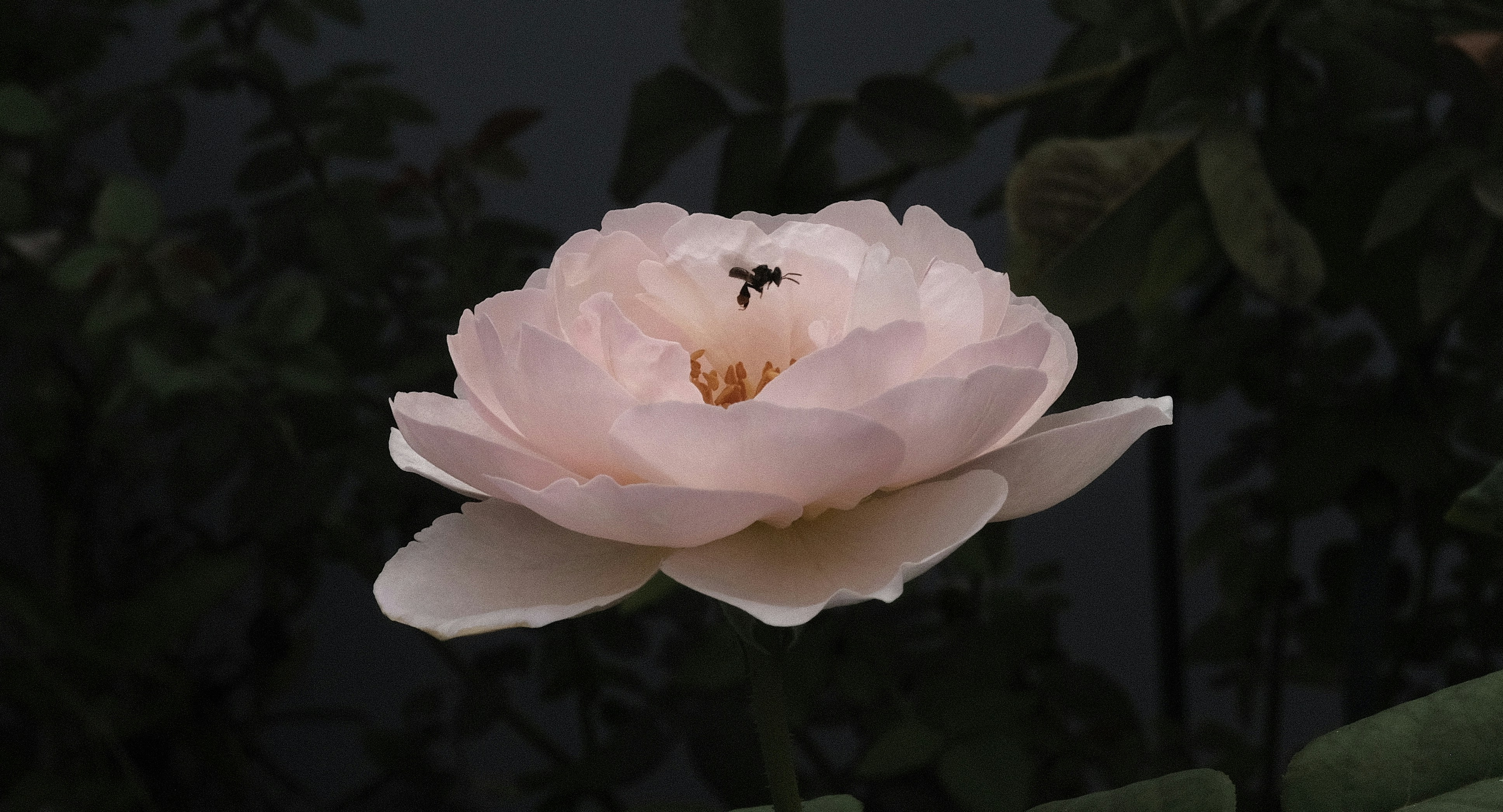 a pink flower with a bee on it