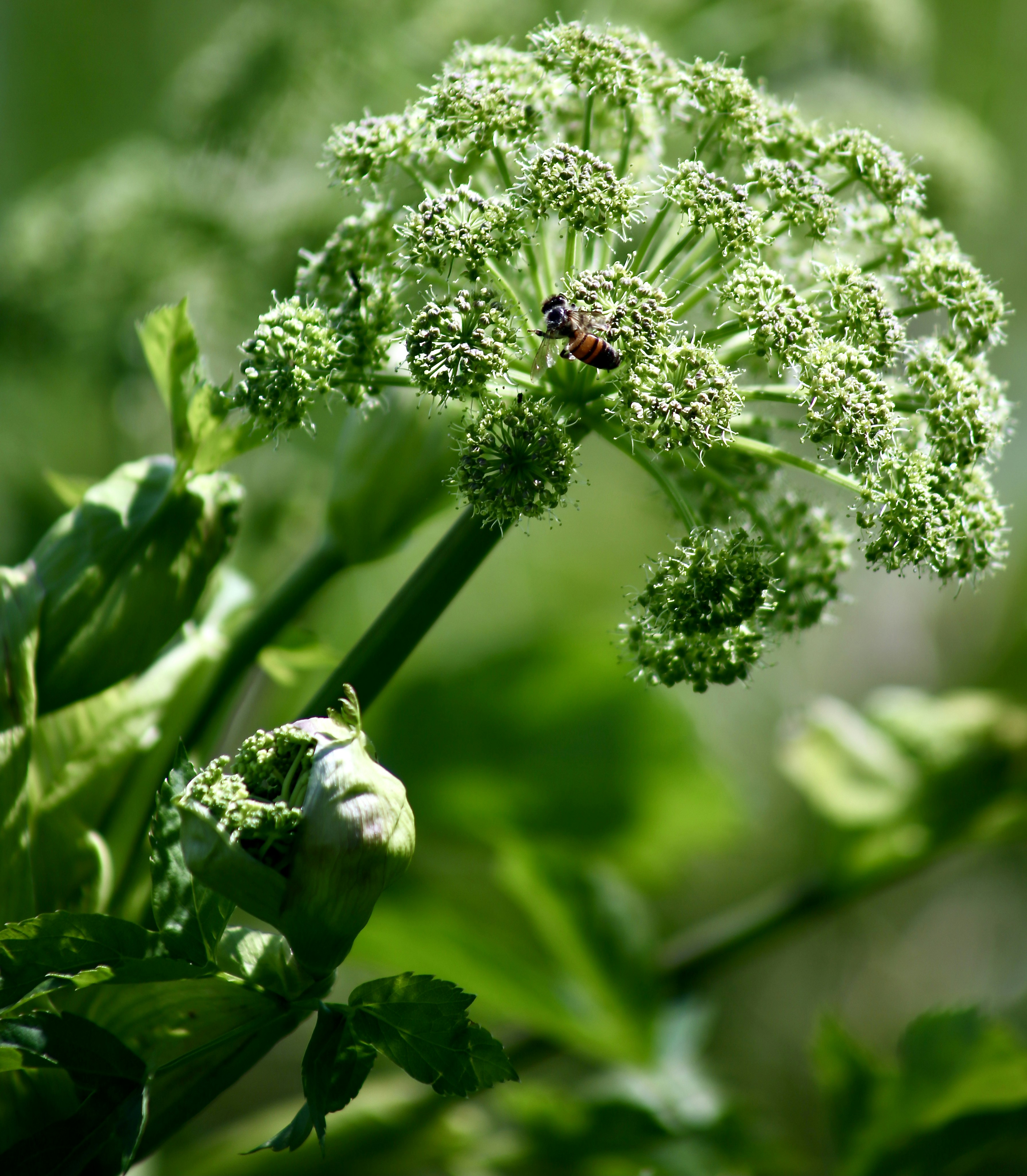 A close-up of a flowering plant with a bee collecting nectar, showcasing the delicate structure of the blossoms and vibrant green foliage.