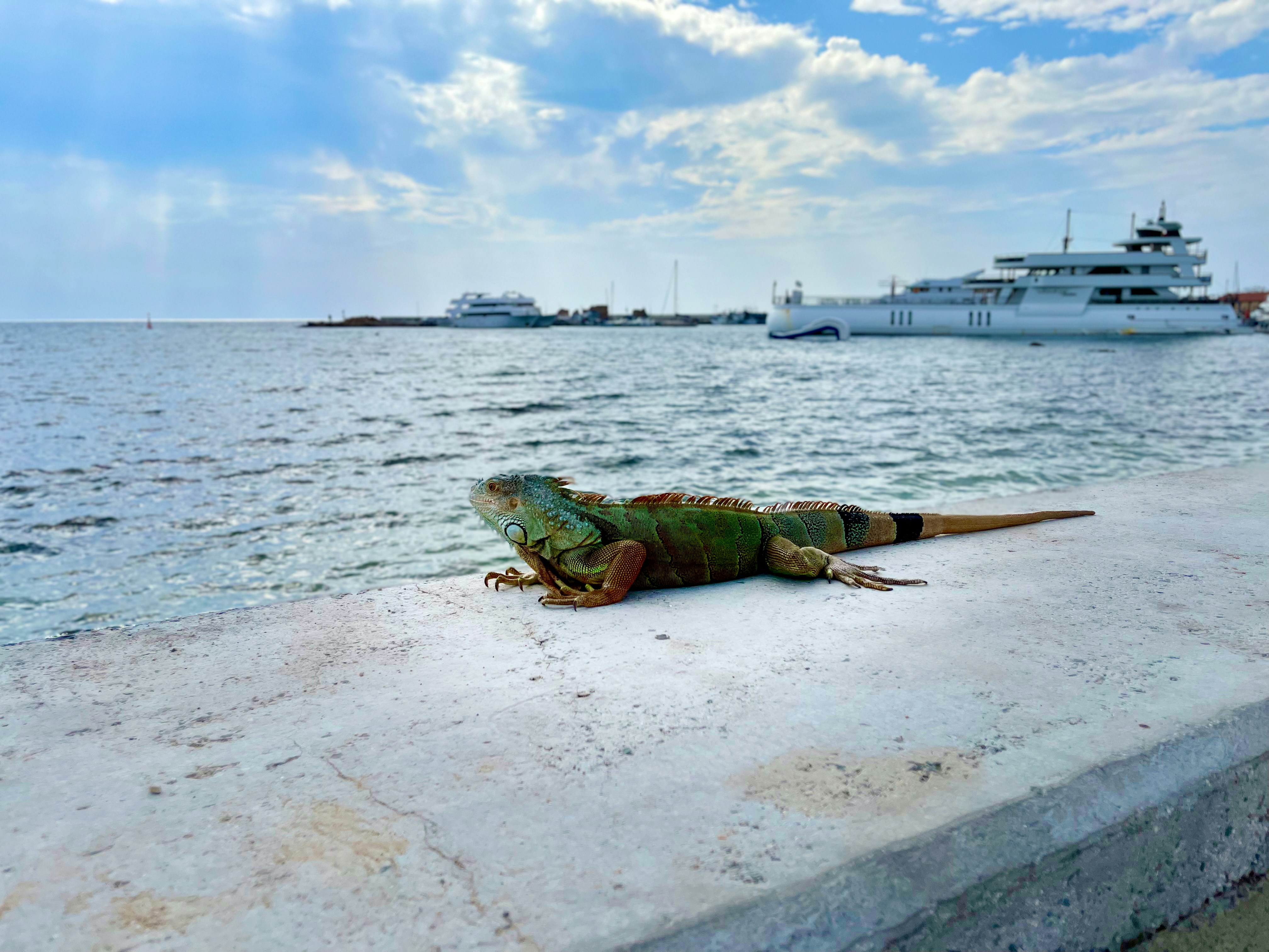 Iguana basking on a stone ledge by the water, with luxury yachts in the background under a partly cloudy sky.