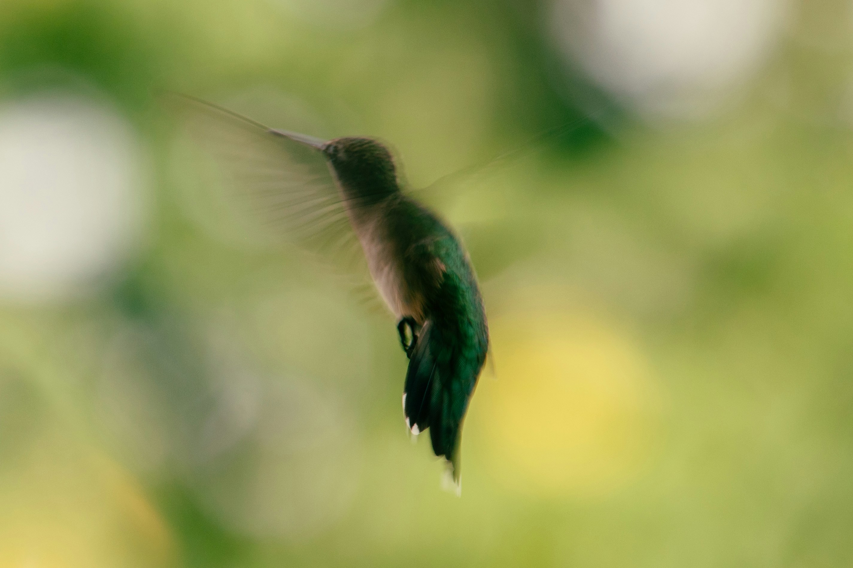 A hummingbird in mid-flight, its wings a blur against a softly blurred green and yellow background, showcasing its vibrant plumage.