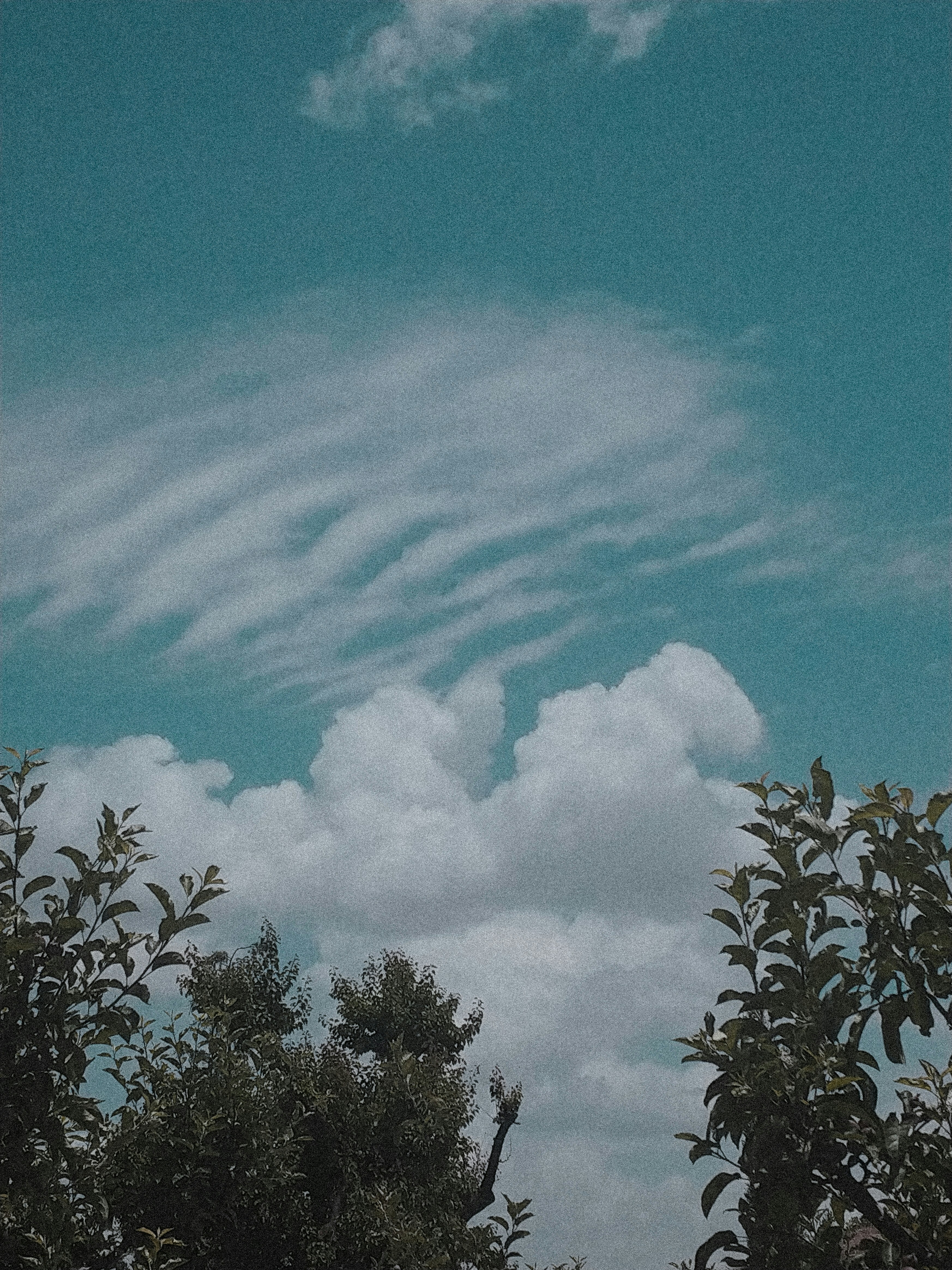 a giraffe standing in the middle of a forest