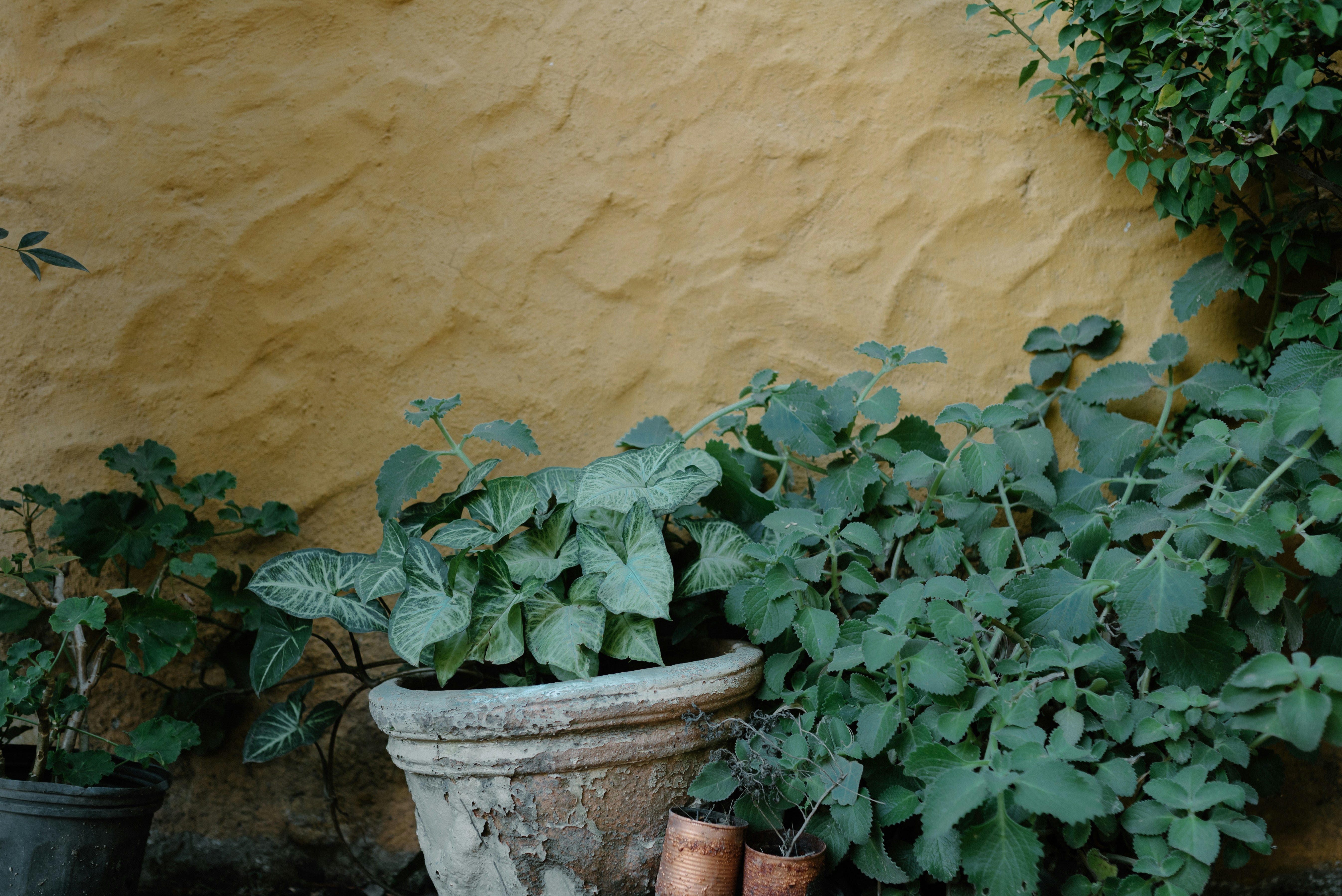 a couple of potted plants sitting next to a yellow wall