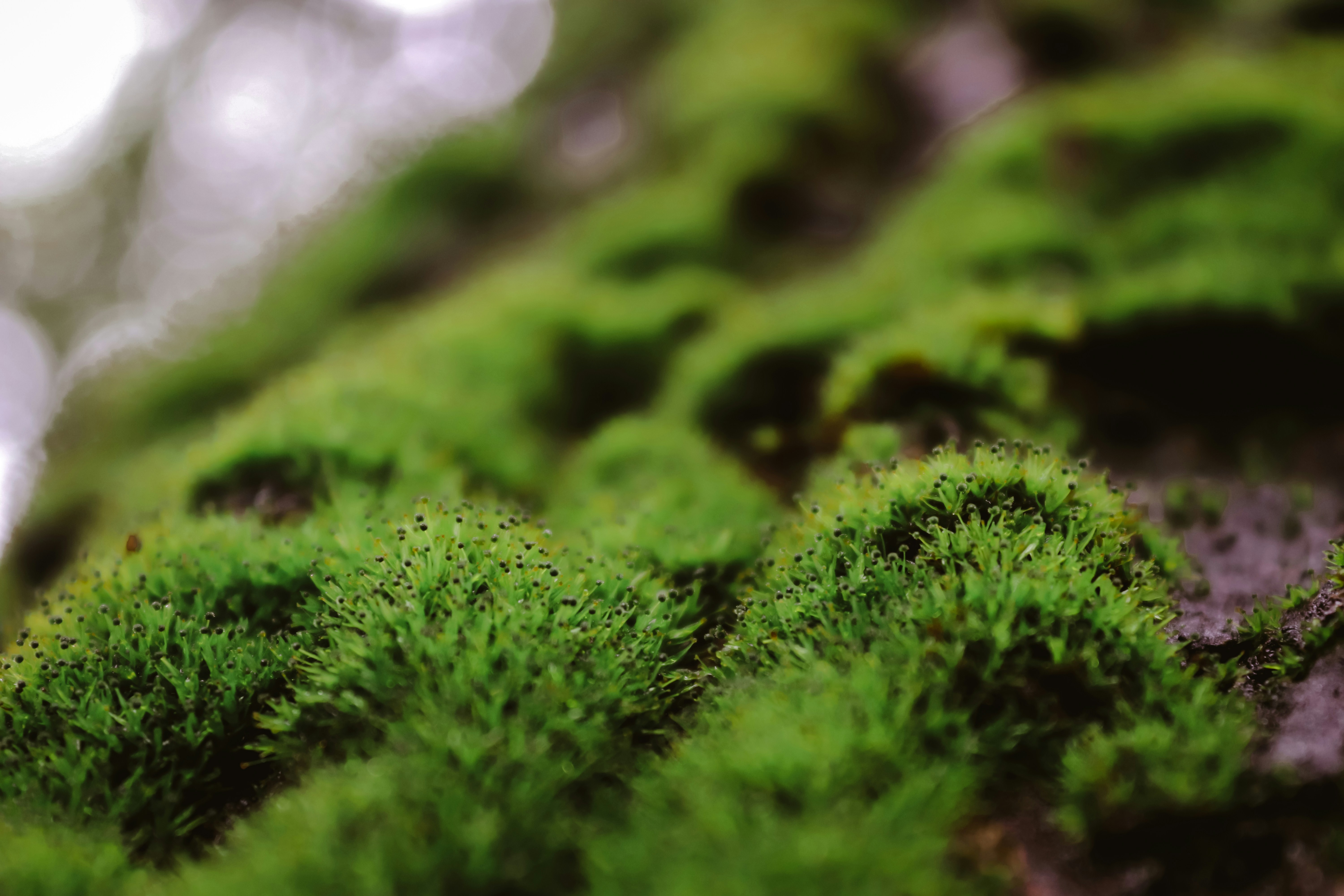 A close up of a mossy surface with trees in the background photo – Free ...