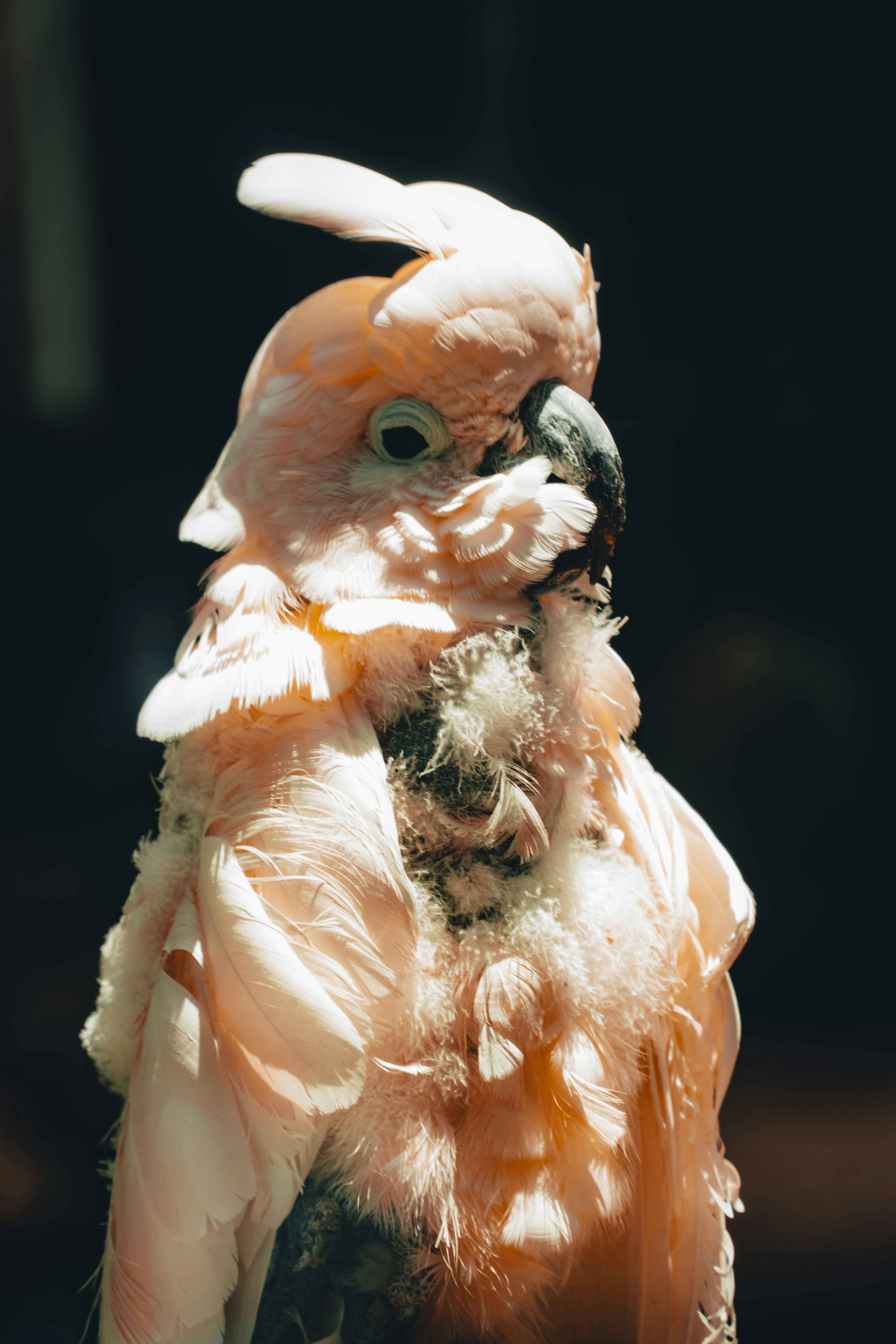 a close up of a bird with a blurry background