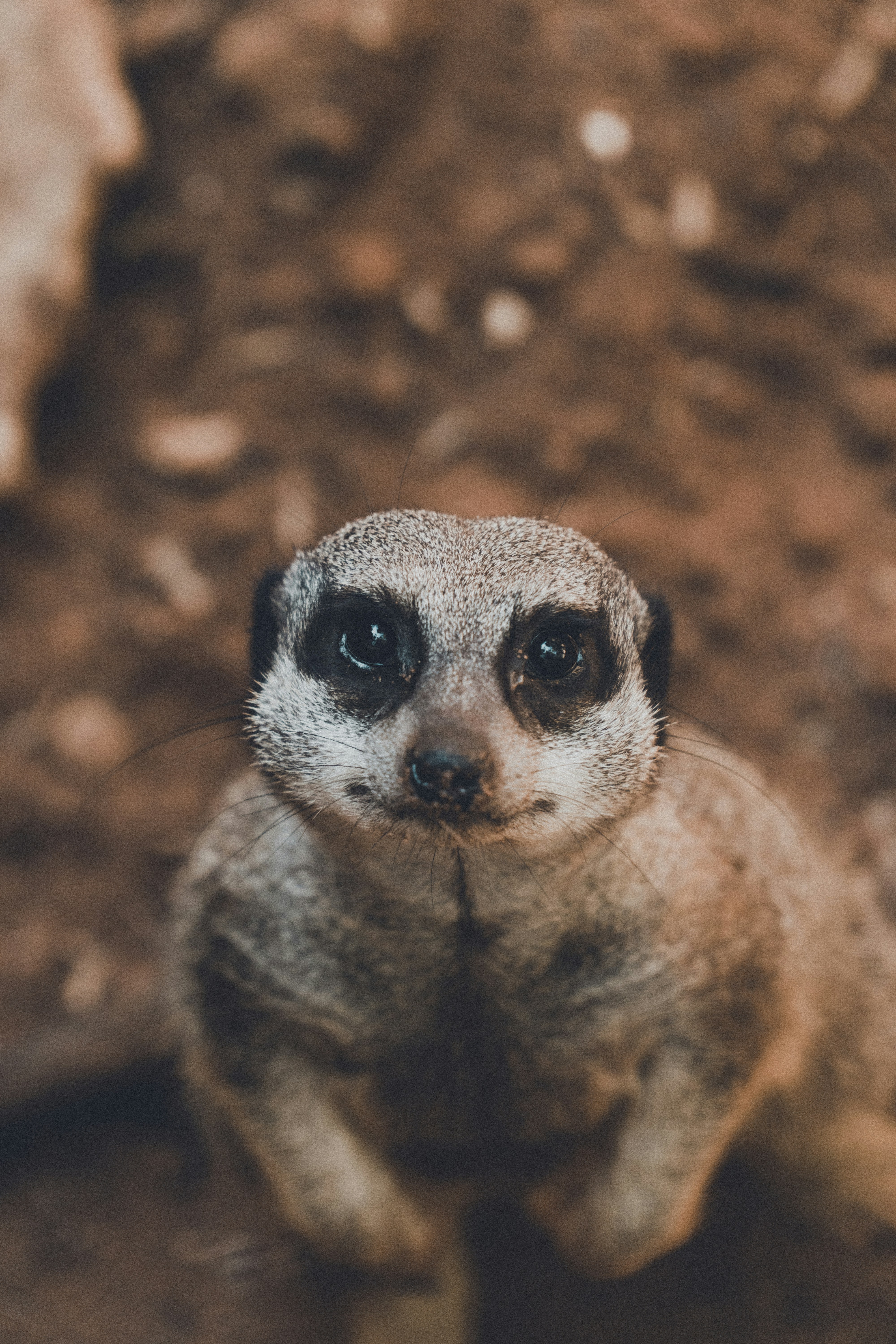 Upward Gaze: A Curious Meerkat on Dusty Ground