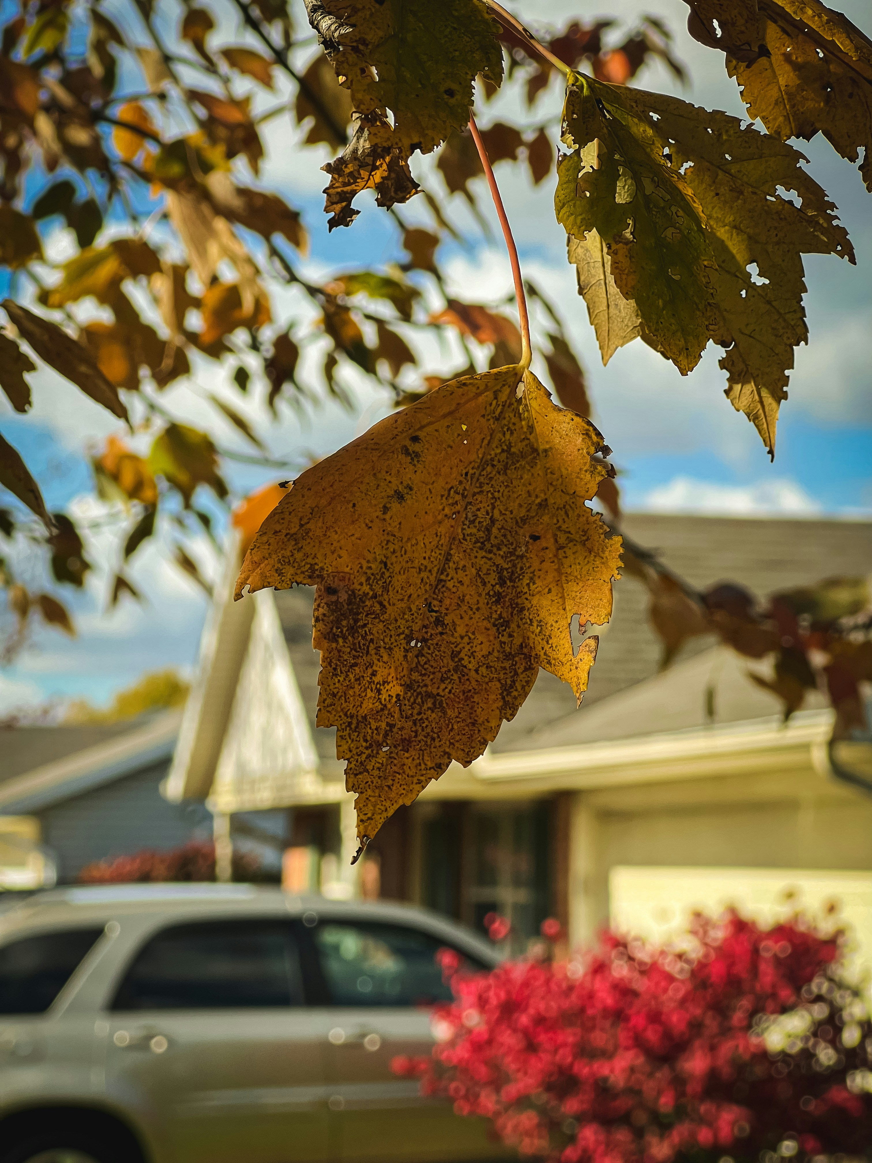 Edge of Autumn: a lone leaf anchors a sunlit suburb
