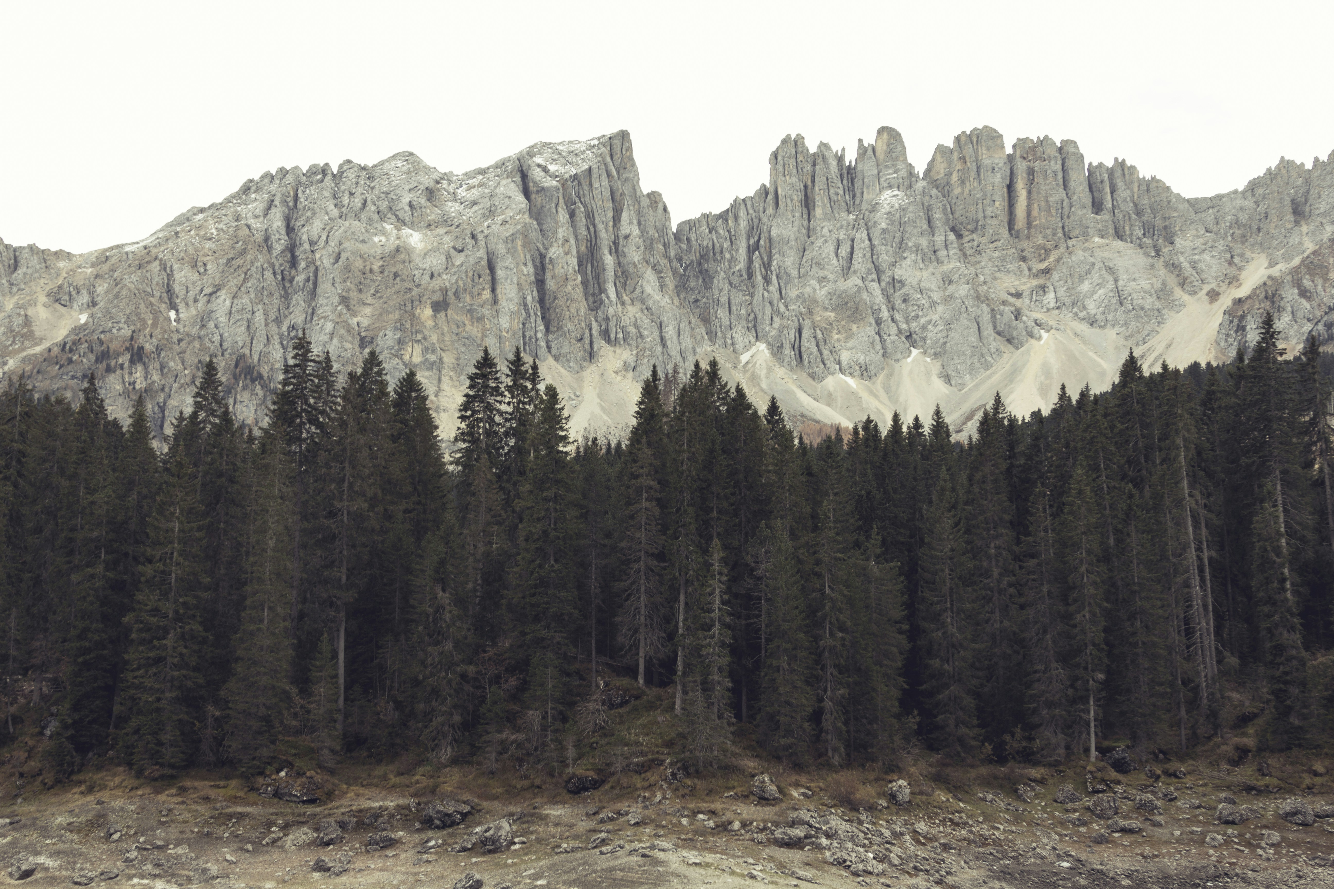 Rugged Ridge Silence: Pines Before Alpine Crest
