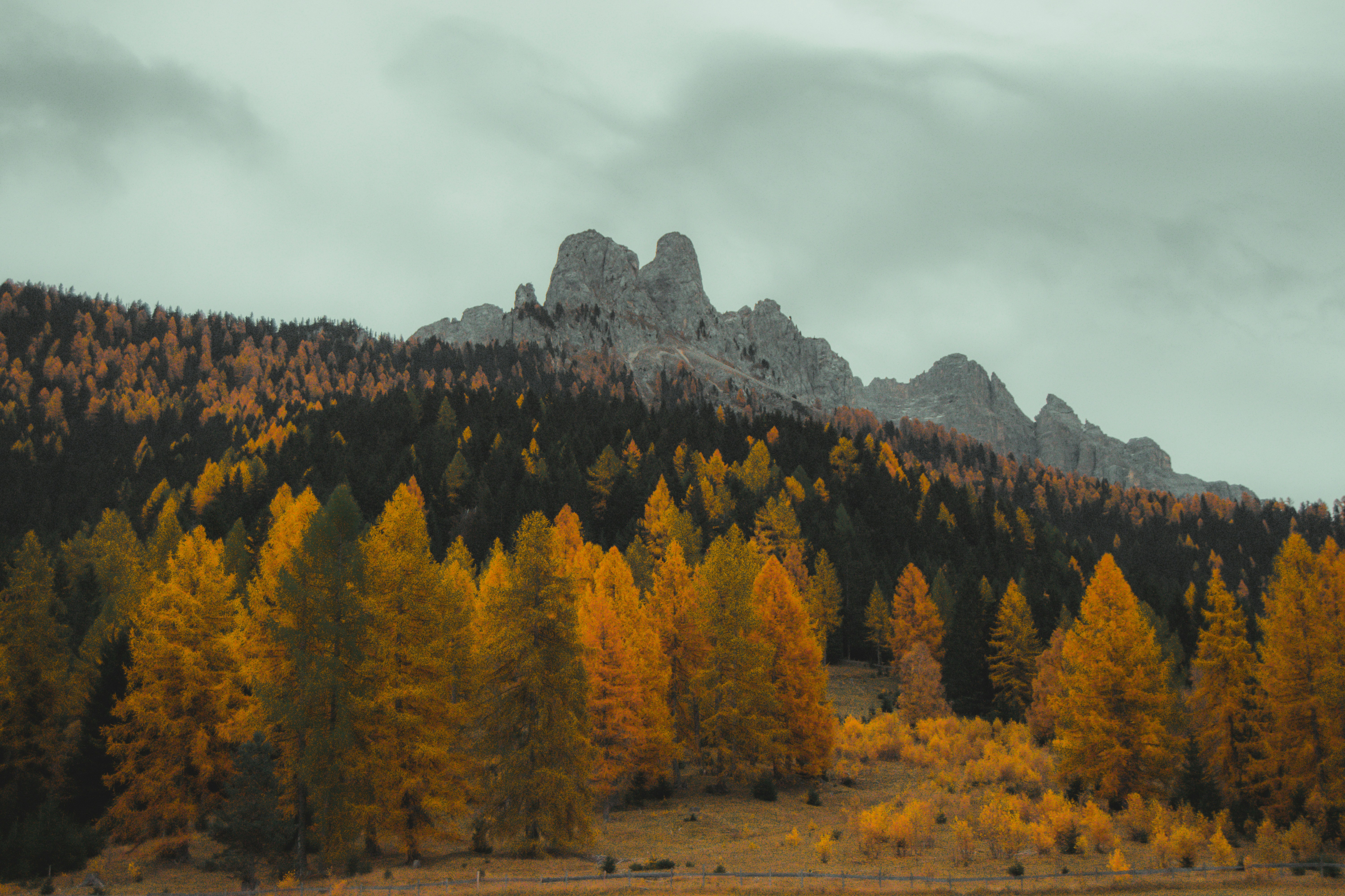 Autumn Pines Framing a Granite Crest Under a Moody Sky