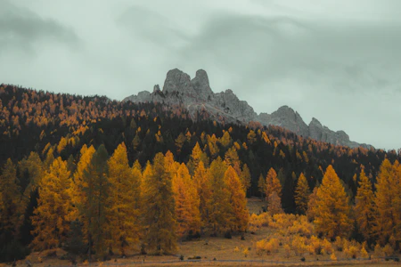 Autumn Pines Framing a Granite Crest Under a Moody Sky