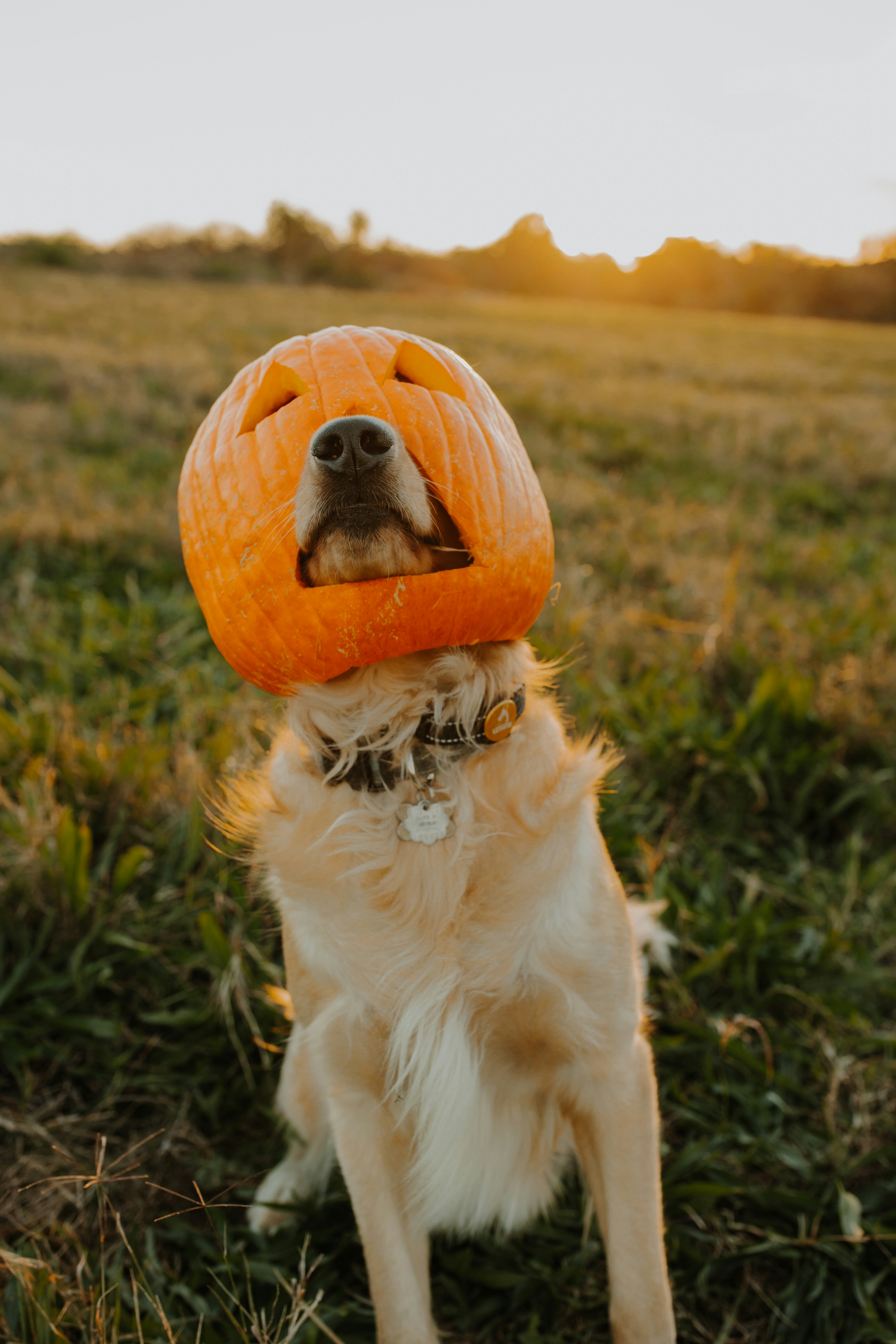 Dog Face Pumpkin