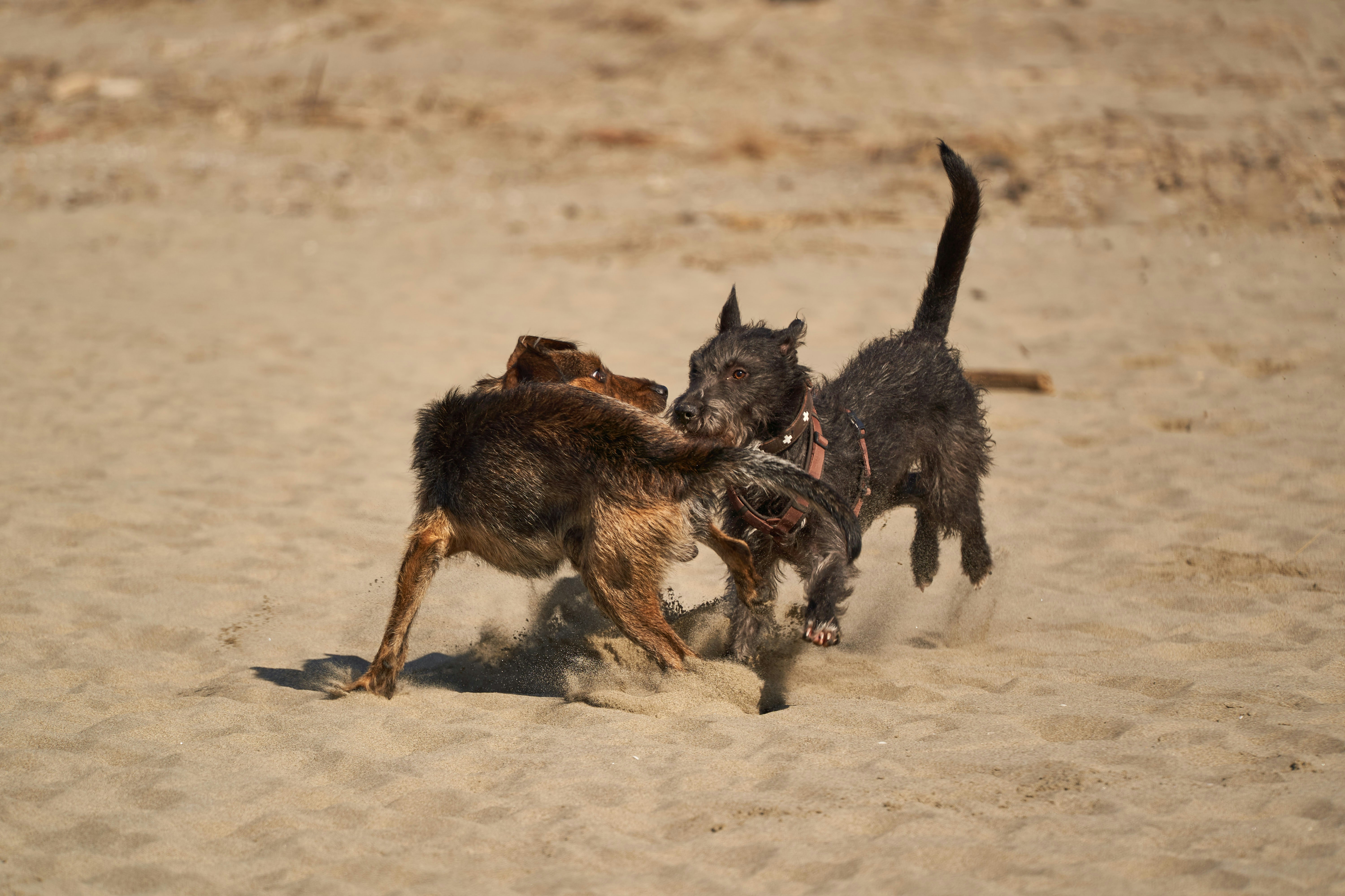 two dogs playing with each other in the sand