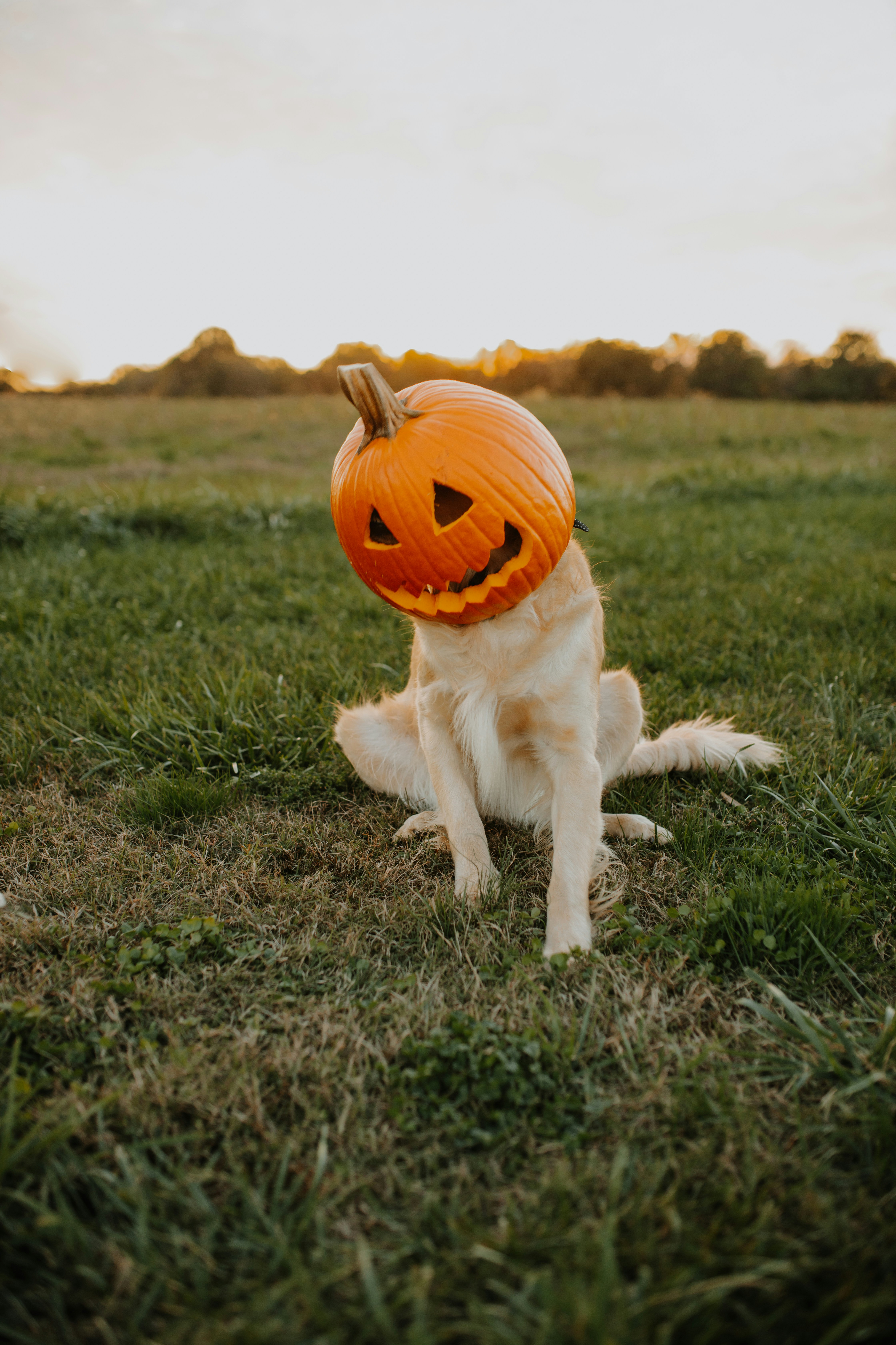Golden retriever wearing a carved pumpkin as a head in a grassy field during sunset.