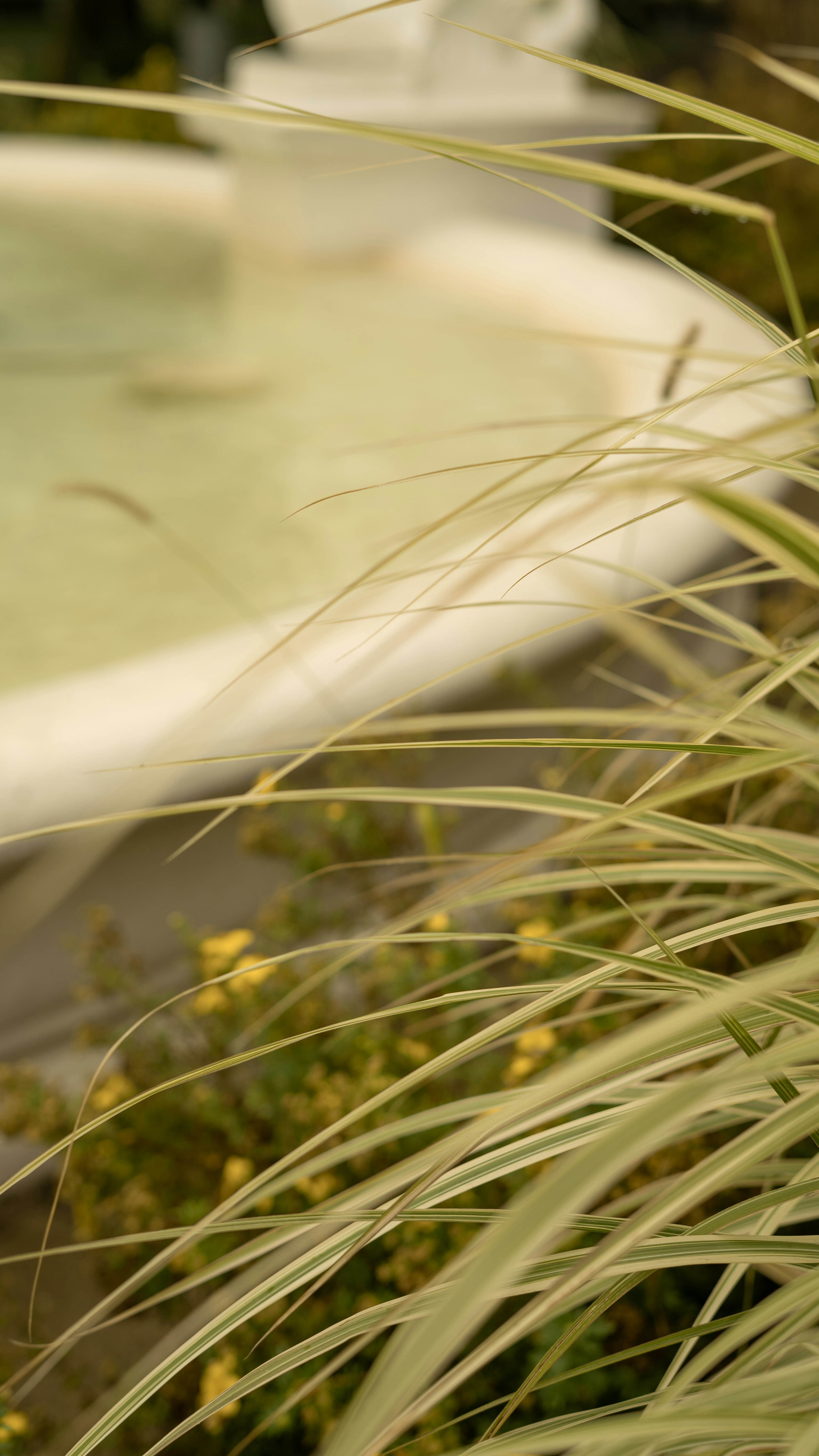 Fringed in Blur: Grass Fronds Framing a Gentle Fountain
