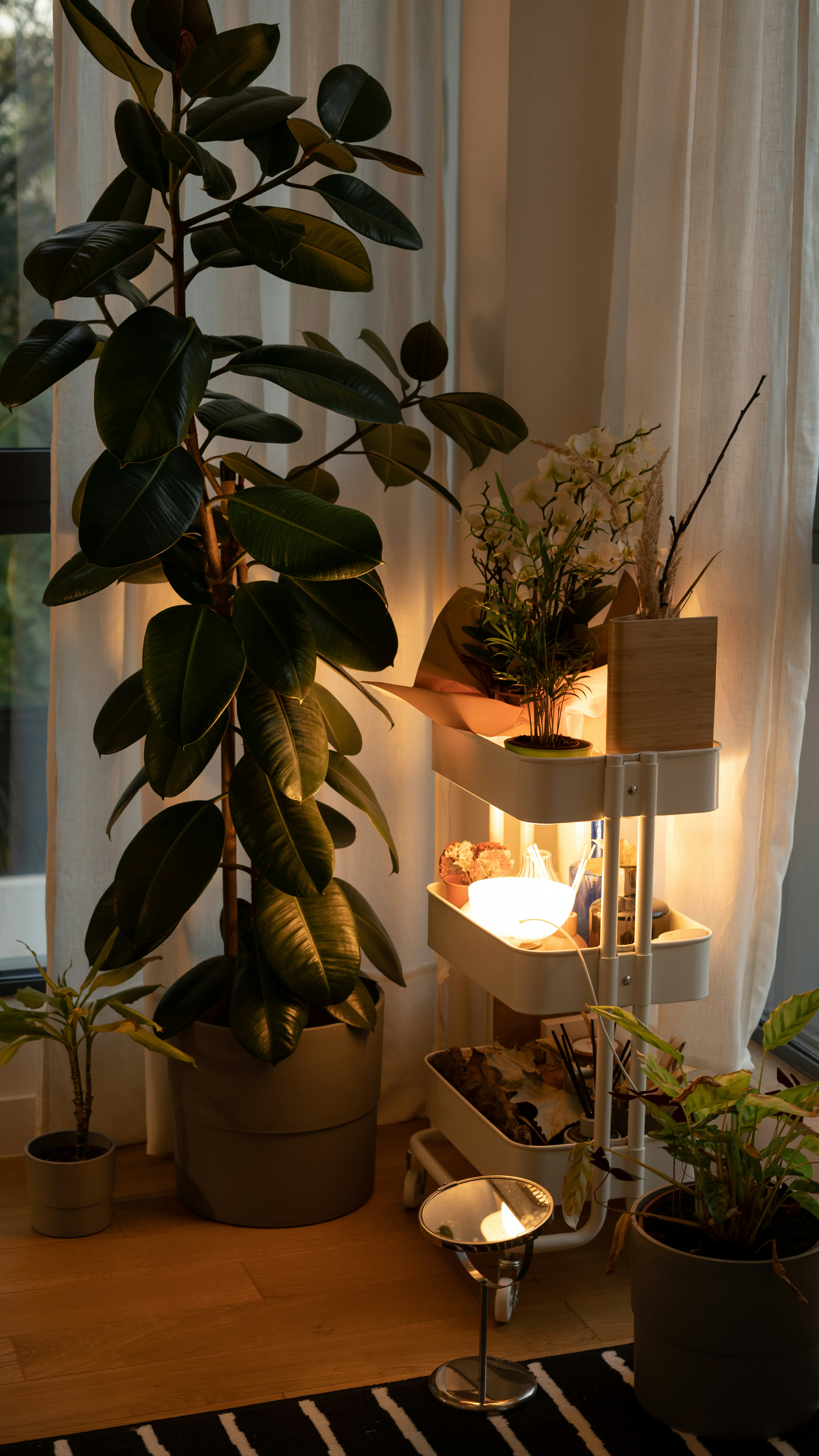 A lush rubber plant stands beside a contemporary shelving unit adorned with decorative items and soft lighting, creating a warm and inviting atmosphere.