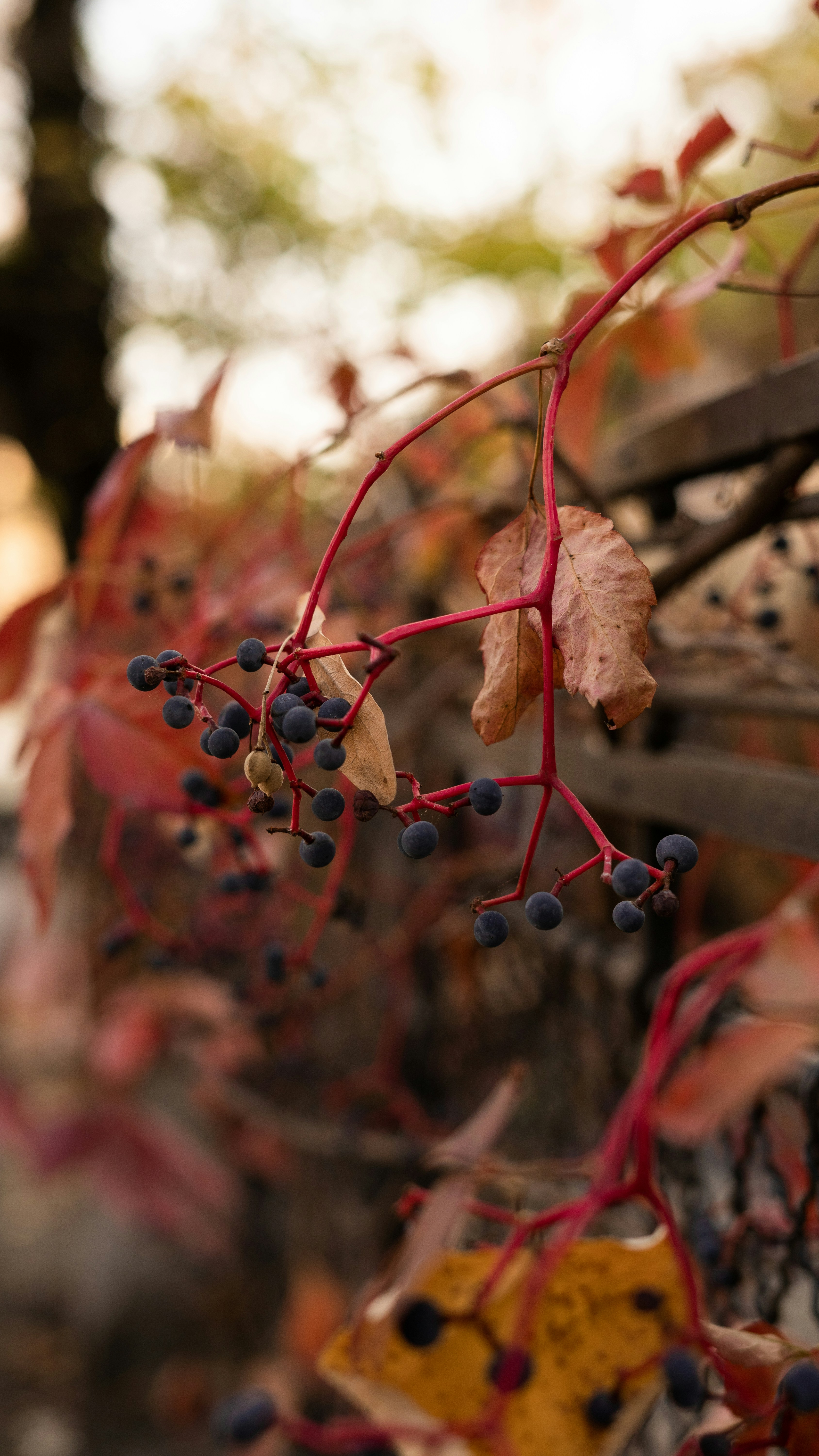 Vibrant clusters of dark berries entwined with autumn leaves, showcasing a rich tapestry of seasonal colors. The scene captures the essence of nature's transition.